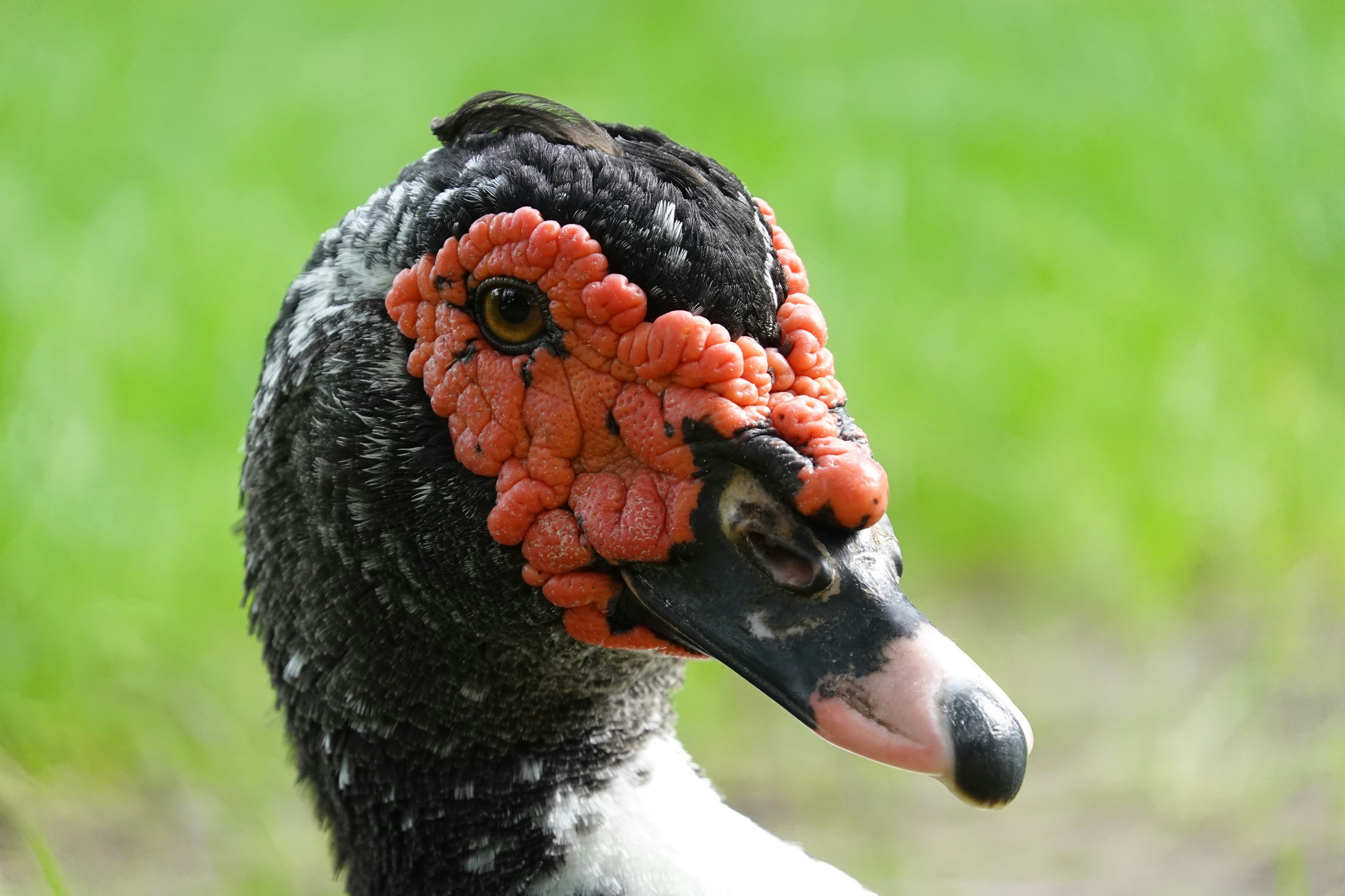 Close-up of a Muscovy Duck's Distinctive Red Caruncles