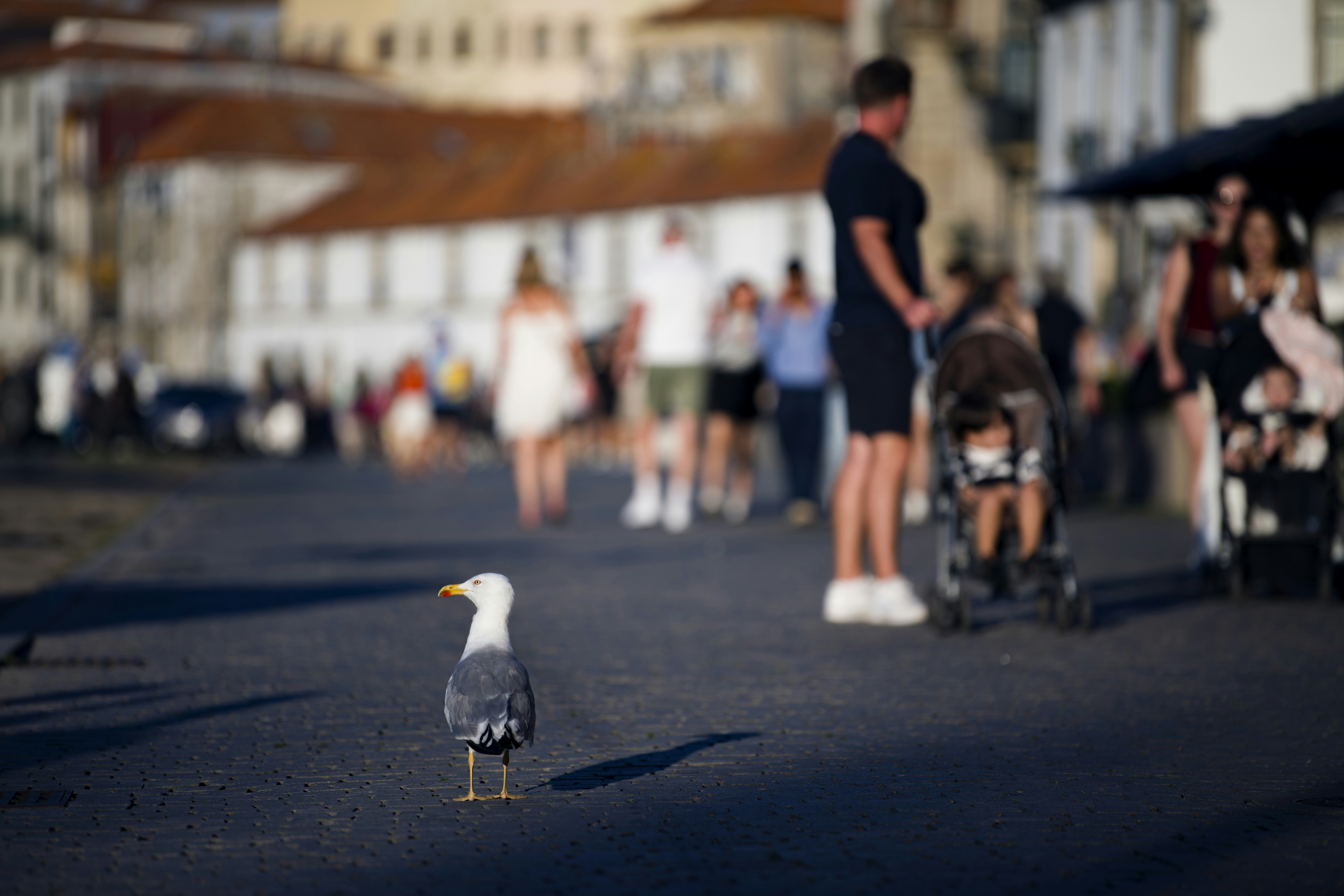 Seagull on the Pedestrian Square as Daylight Passes Over a Busy Street