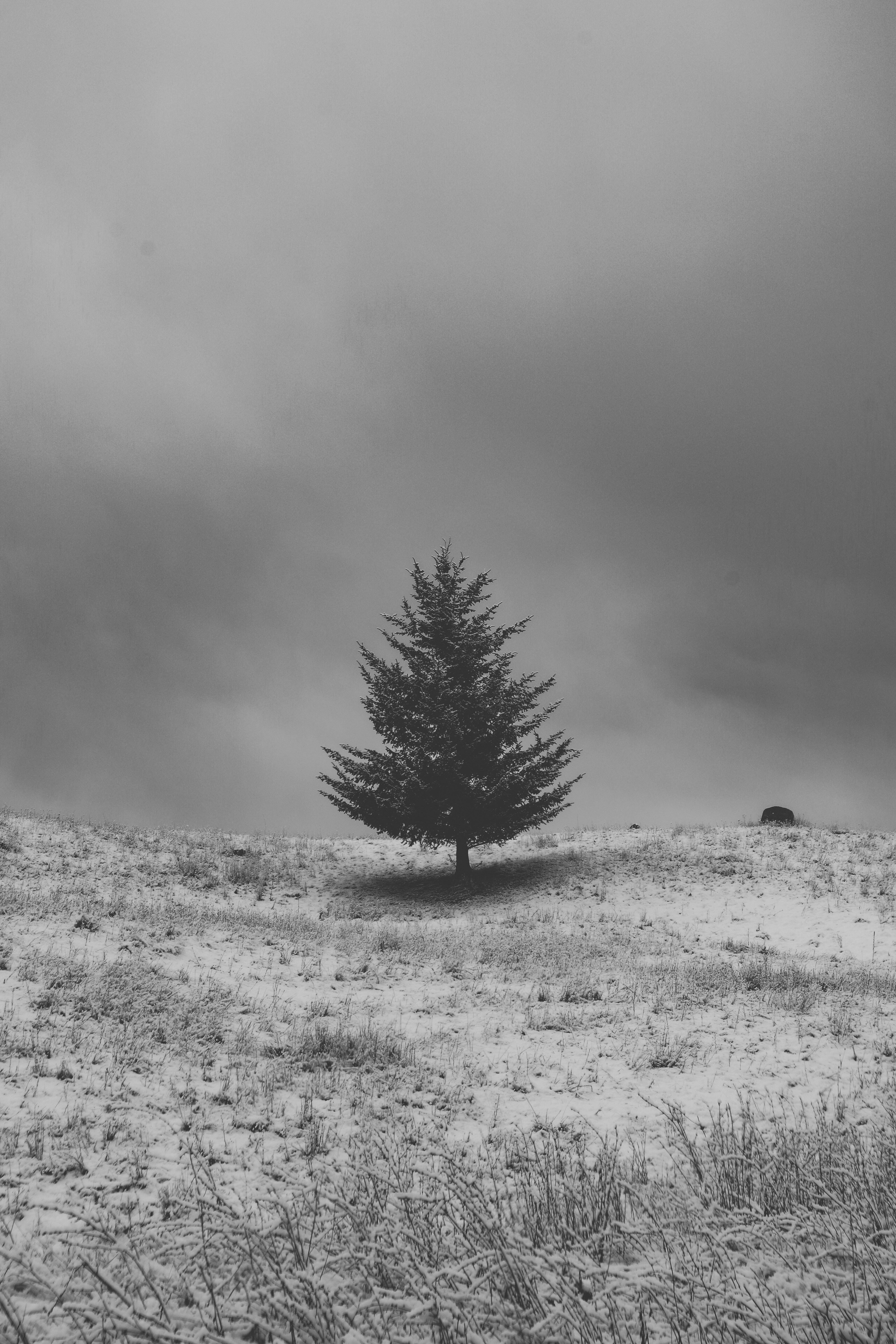 Solitary Evergreen on a Winter Plain Beneath Heavy Skies