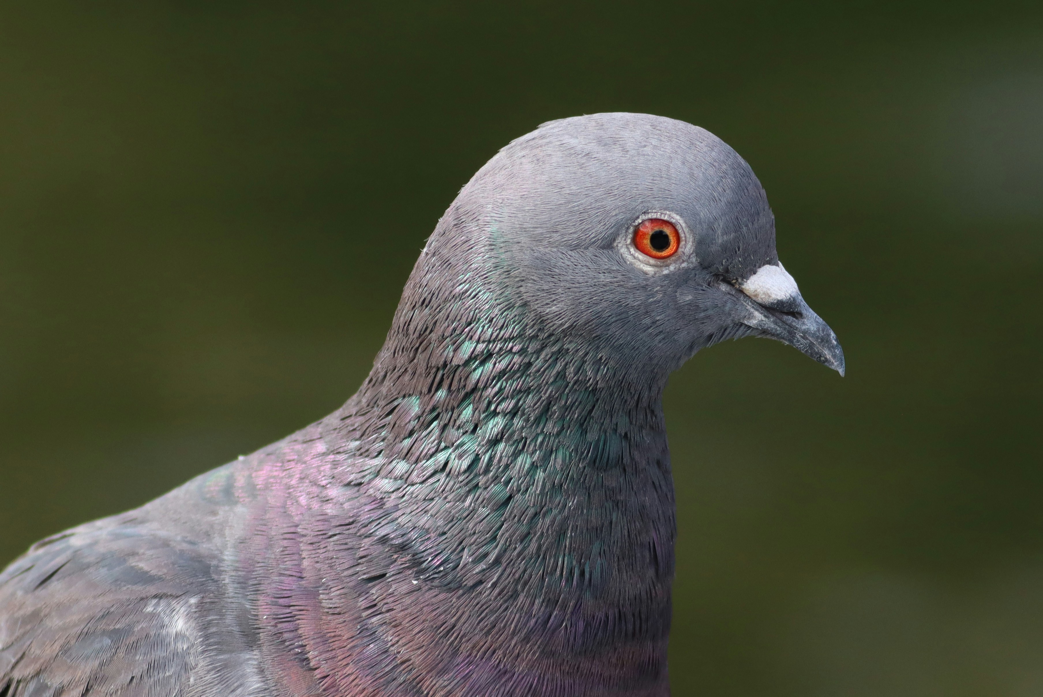 Iridescent Neck in Focus: Close-Up of a Pigeon