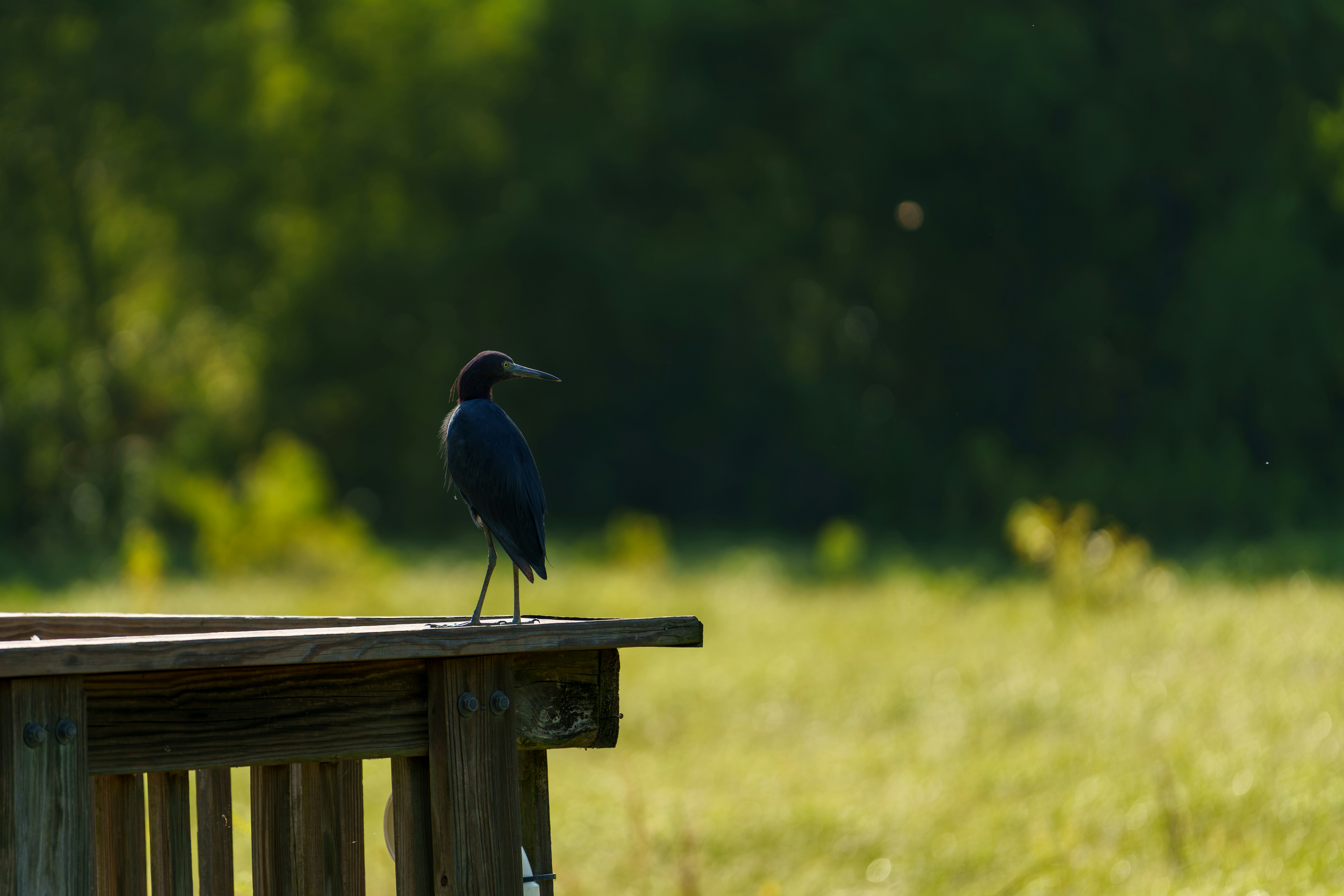 Heron on the Pier: Quiet Moment at Golden Hour