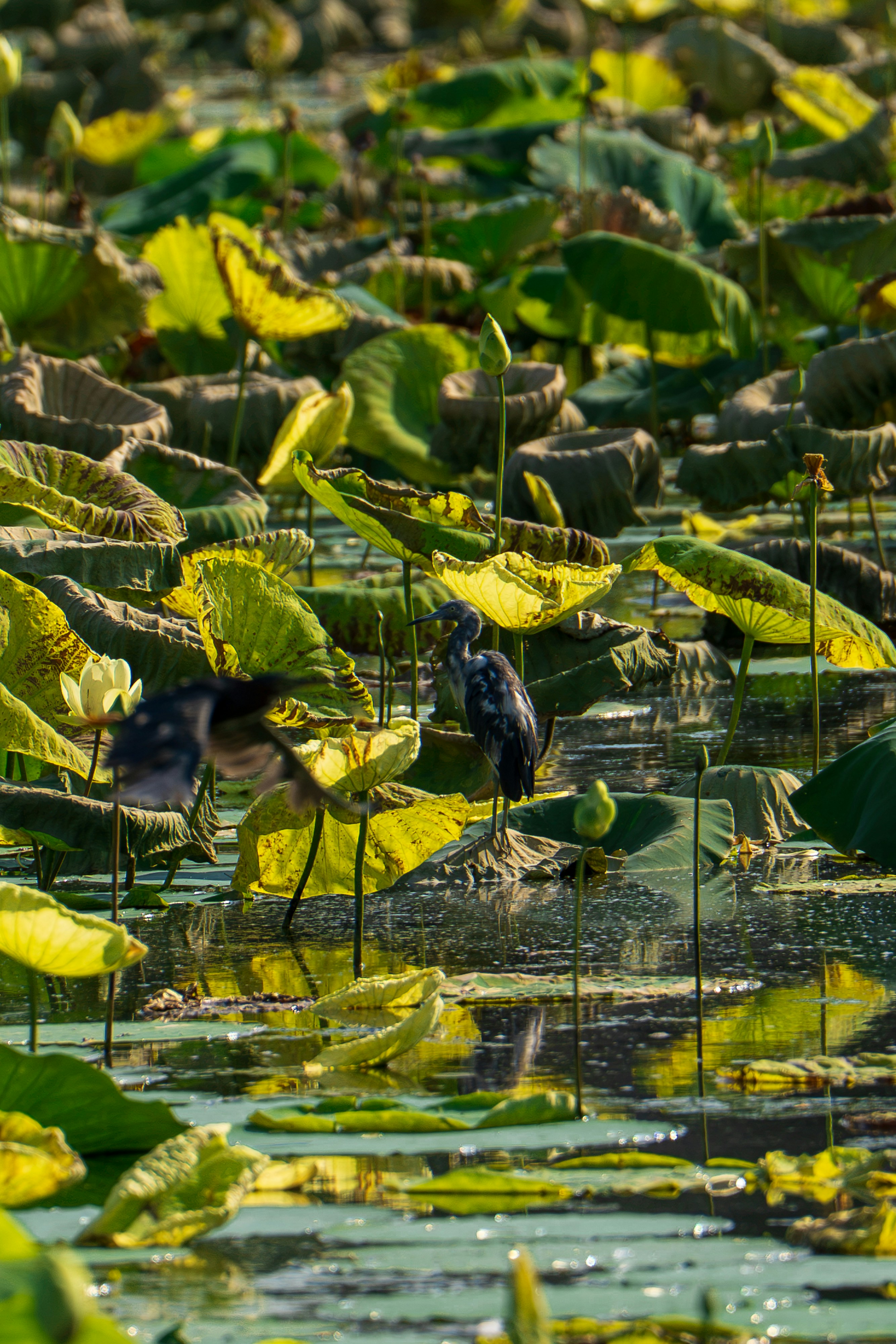 Heron stands among pond lilies and reflective water in afternoon light, with broad green leaves filling the frame.