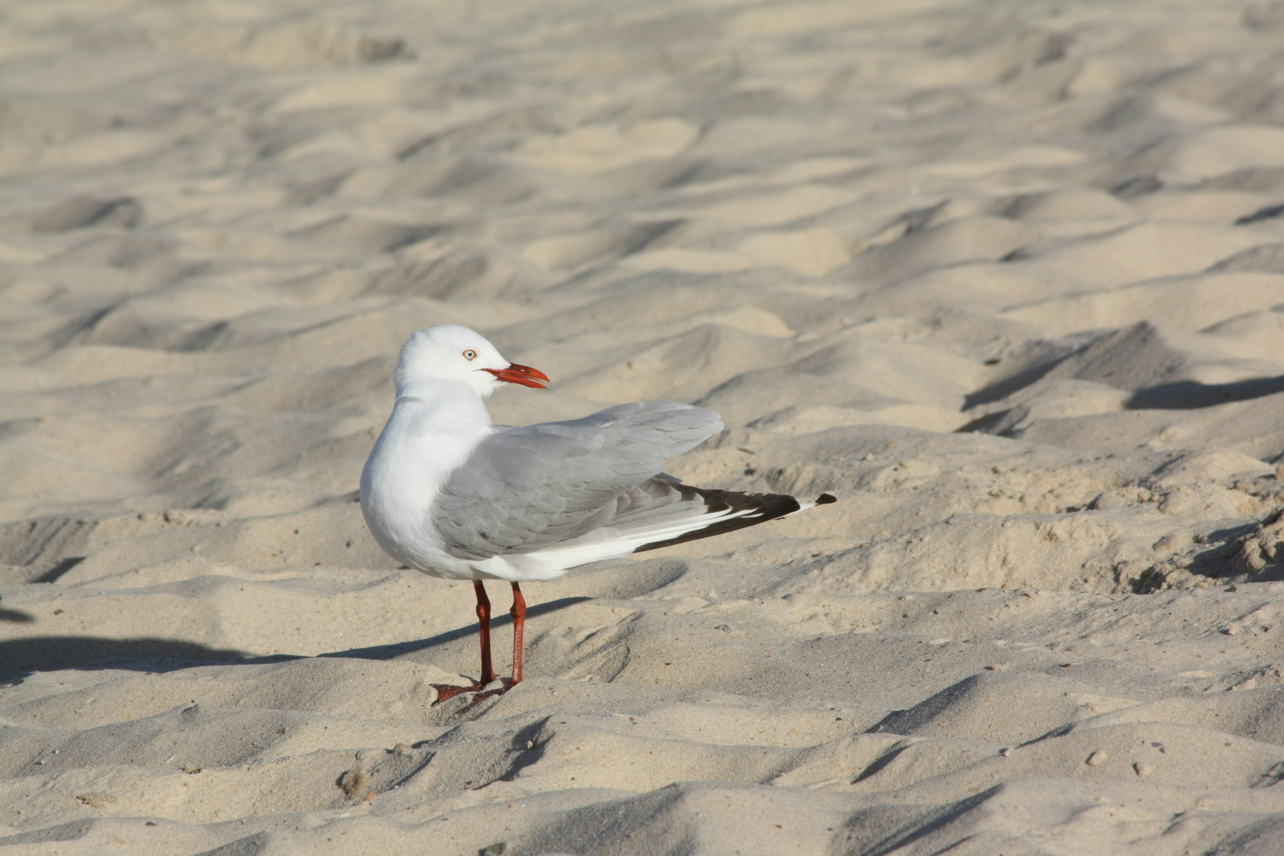 Seagull on sunlit dune: mid-flight stillness against wind-swept sand