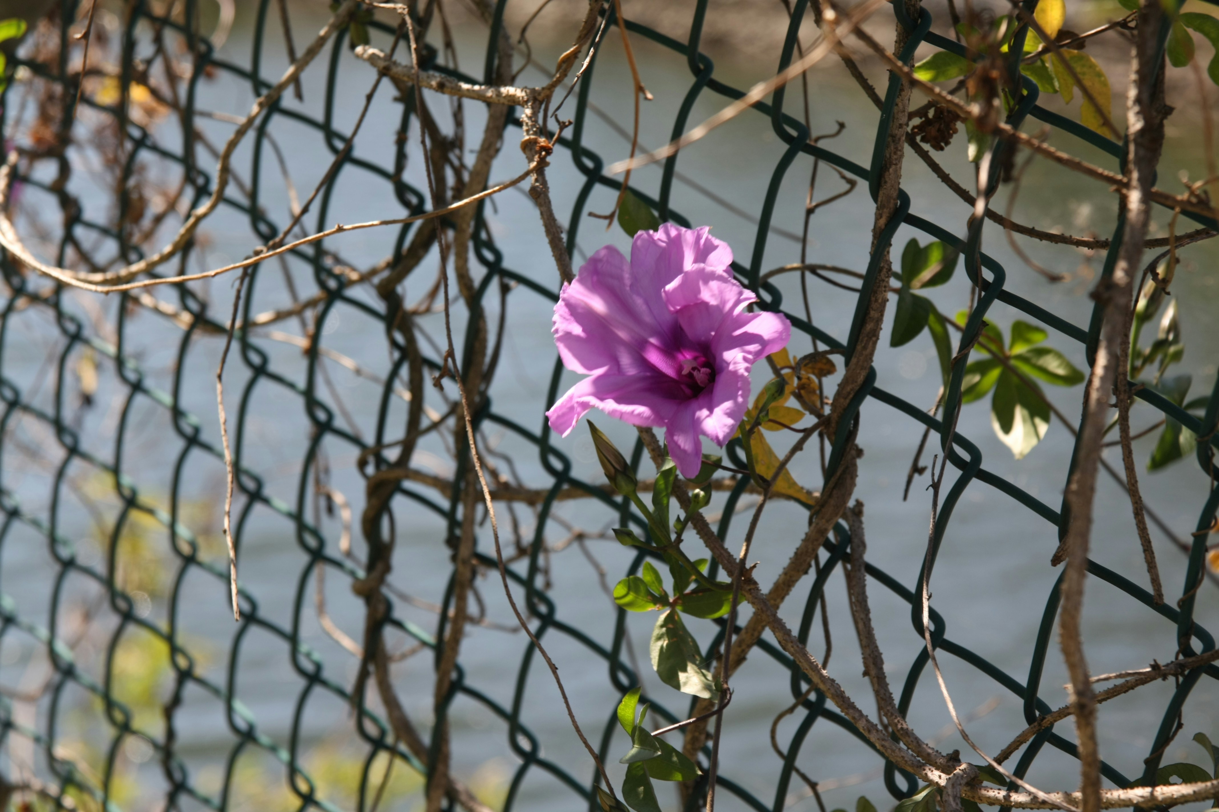 Pink hibiscus framed by a tangle of branches along a sunlit fence