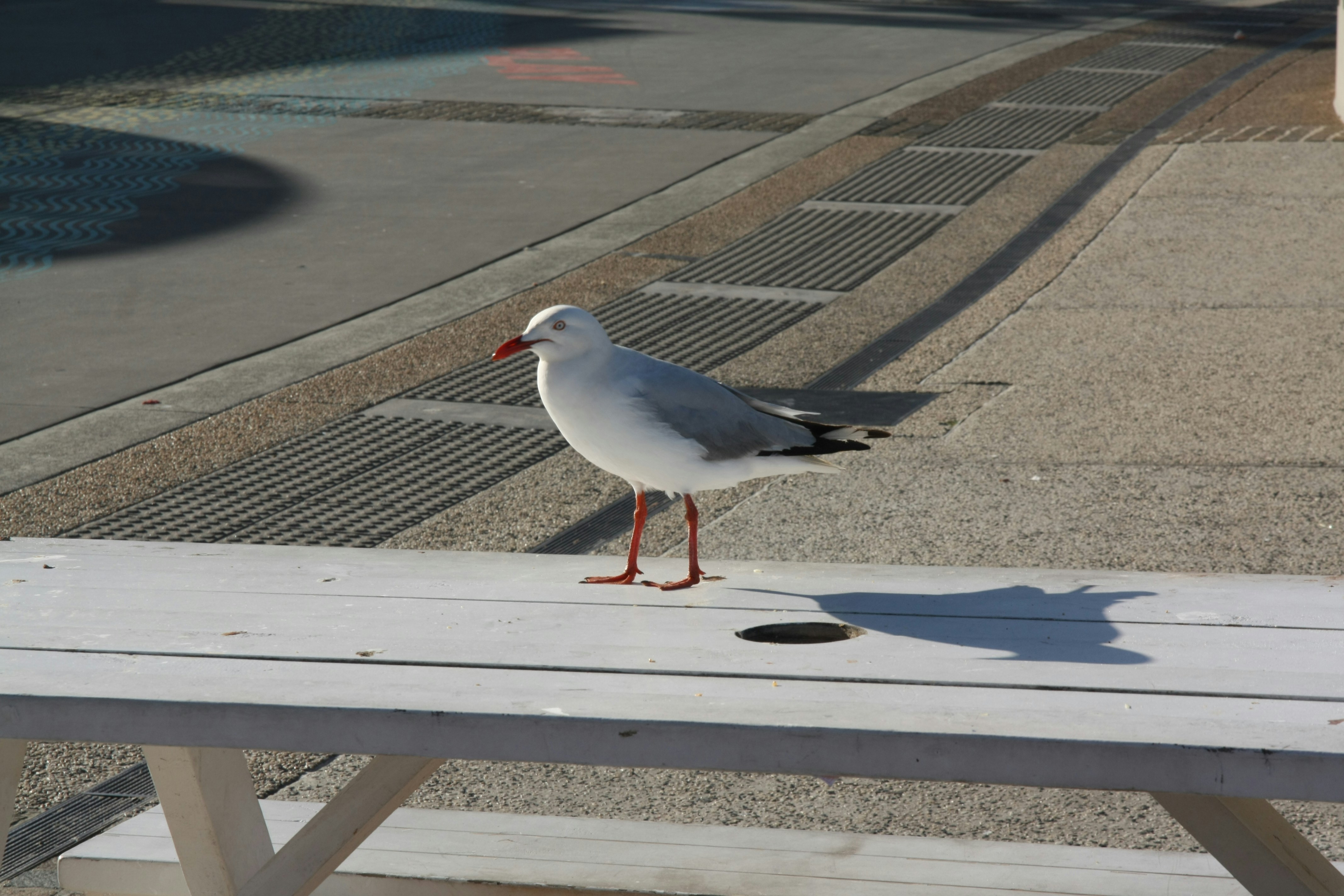 Seagull Sentinel on a Painted Bench