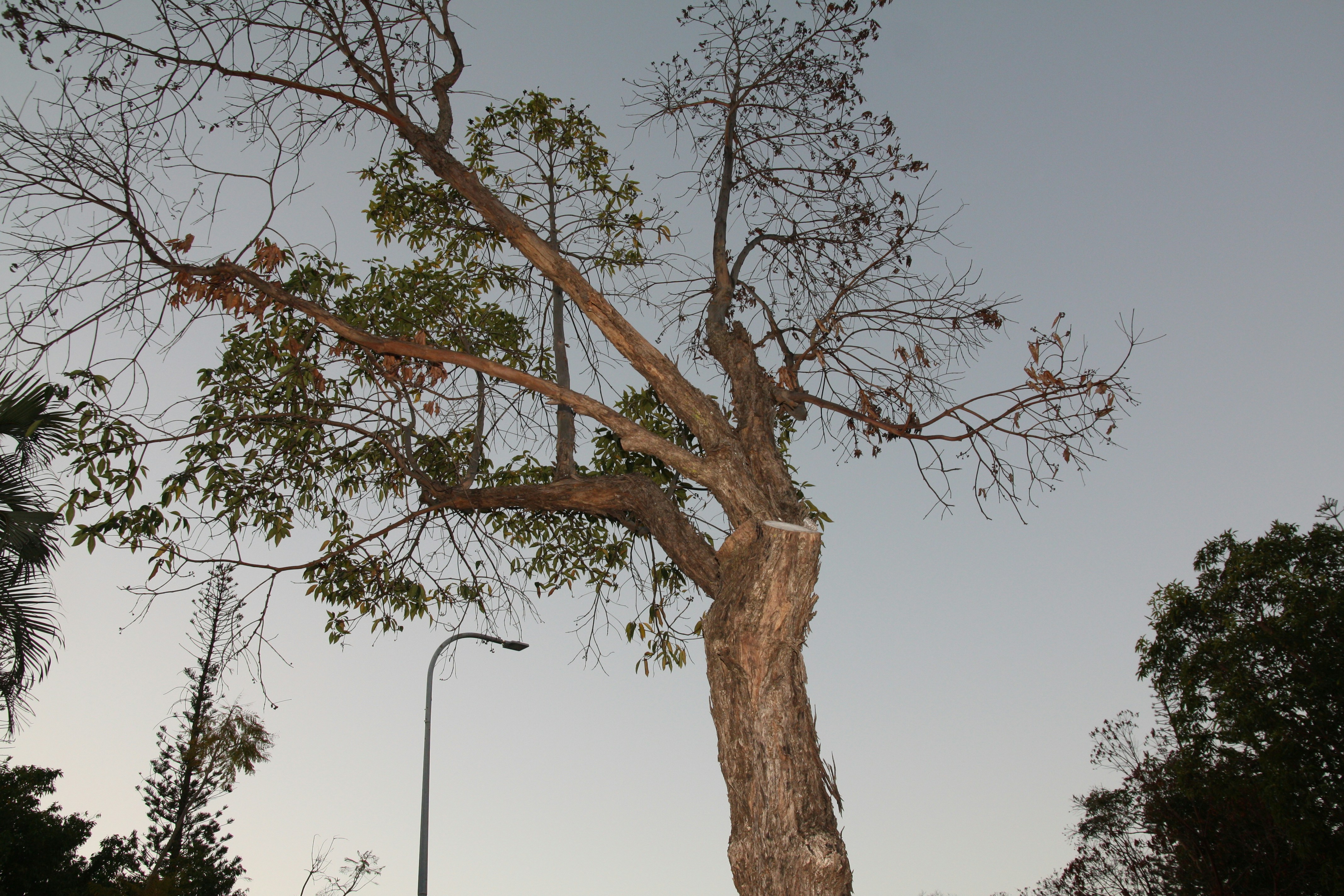 Skyward Gnarled Sentinel: A Bare-Branch Tree Reaches Toward the Evening Light