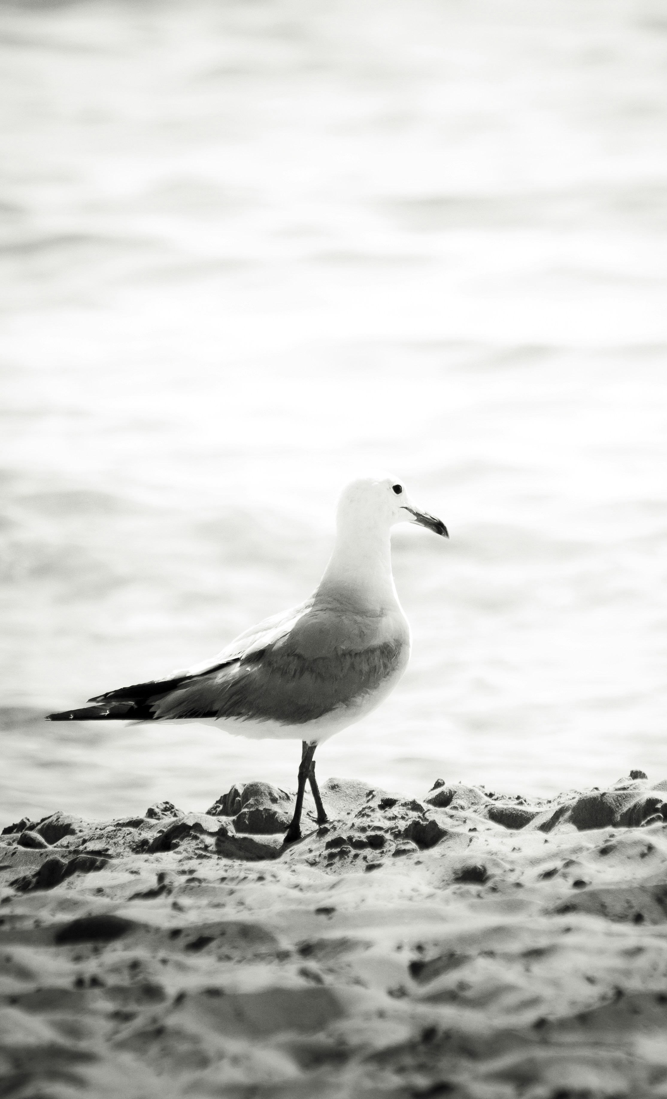 Seagull stands on sunlit shoreline with calm water in the background, rendered in grayscale for a minimalist coastal portrait.