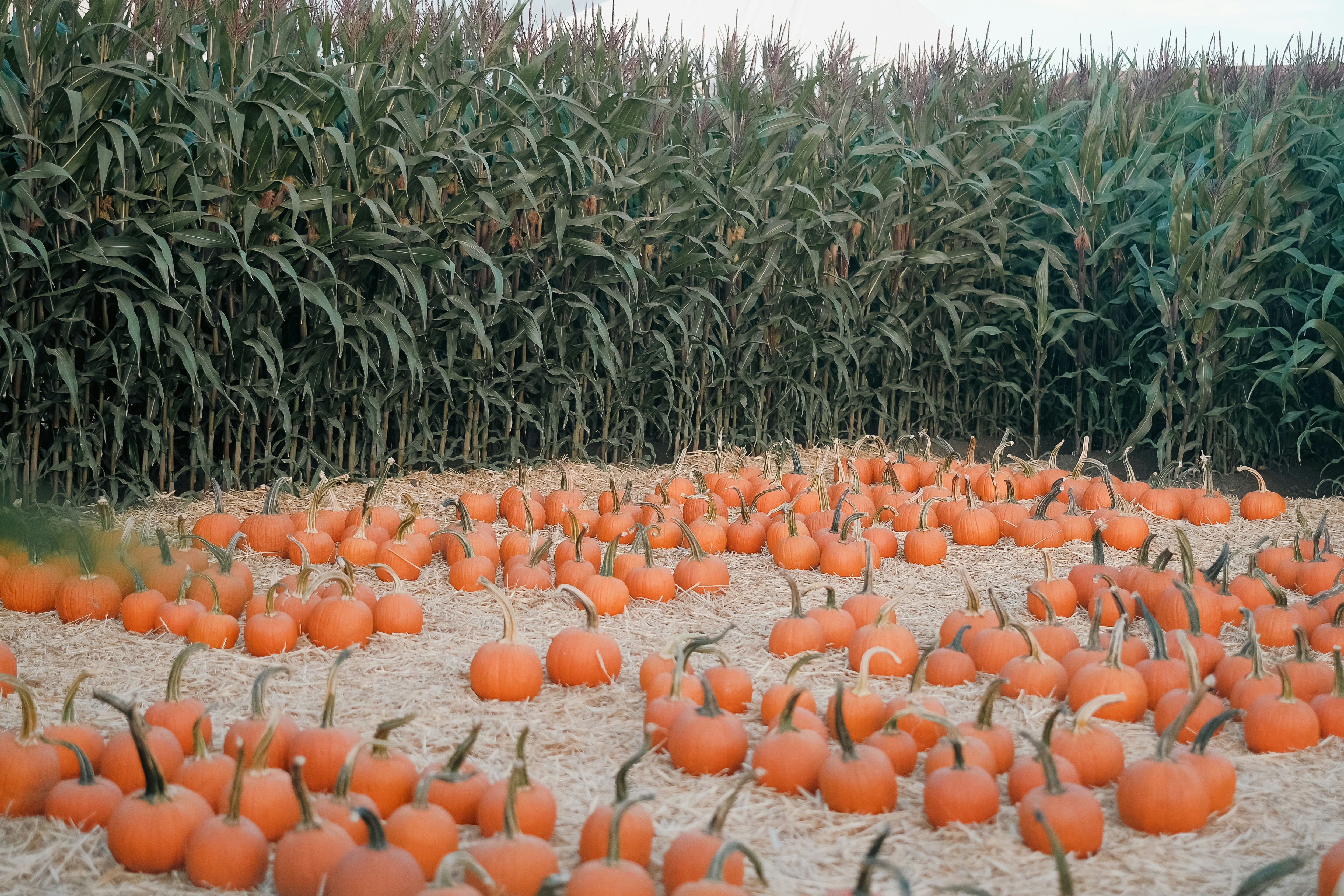 Pumpkin Harvest at the Edge of a Cornfield
