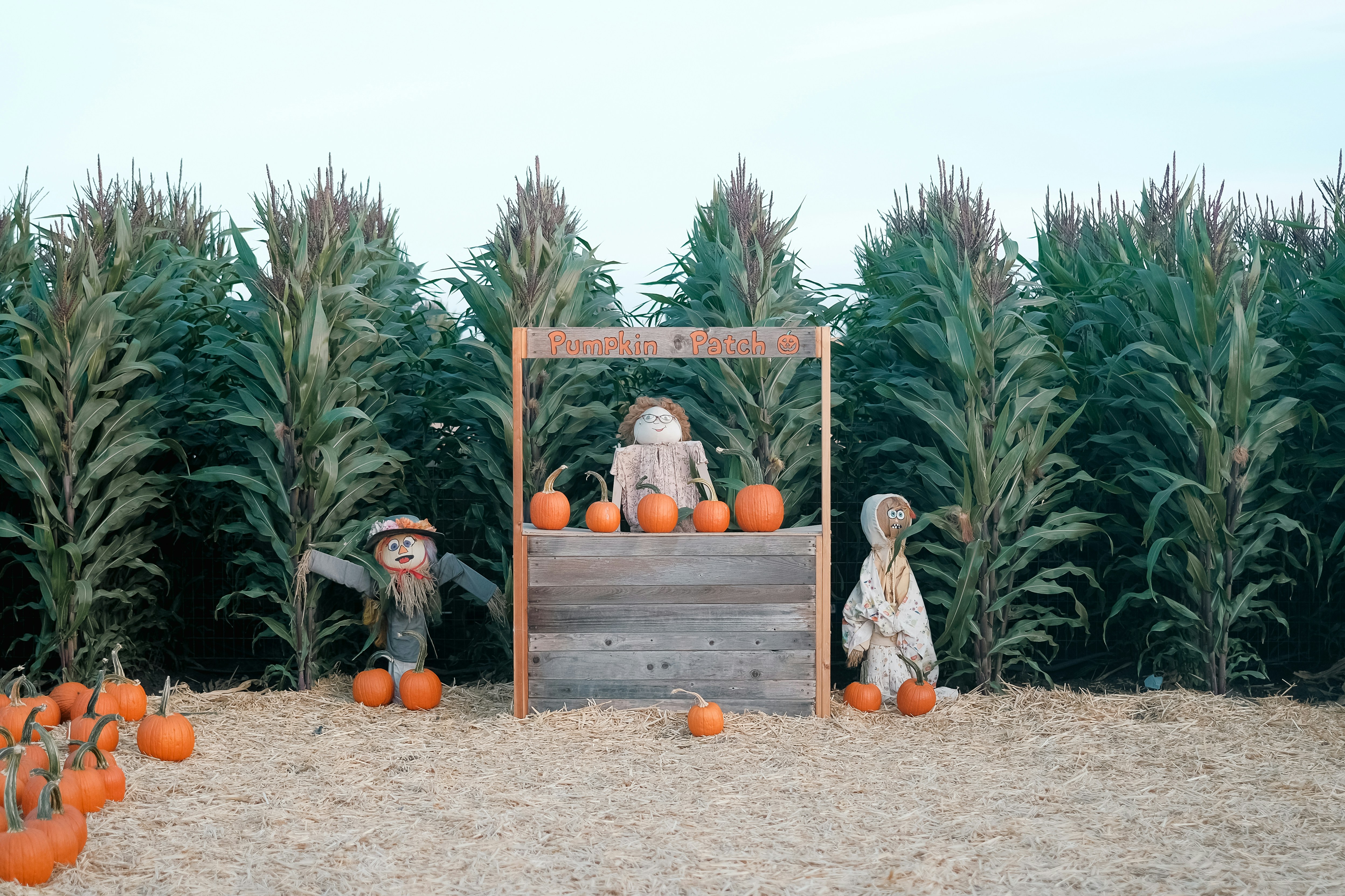 Pumpkin Patch Portrait with Rustic Harvest Stage