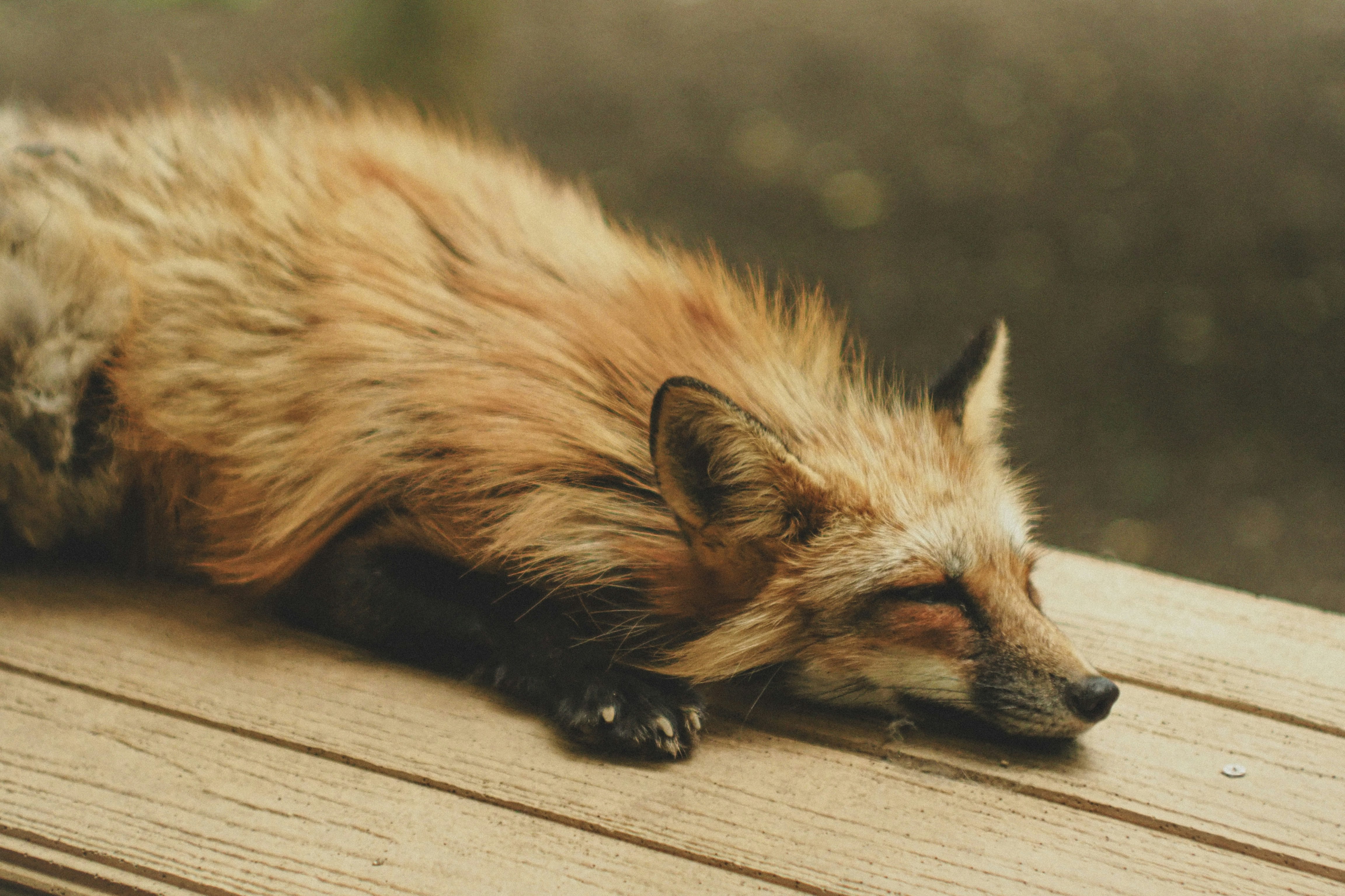 Sunlit Tranquility: A Resting Fox on a Wooden Dock