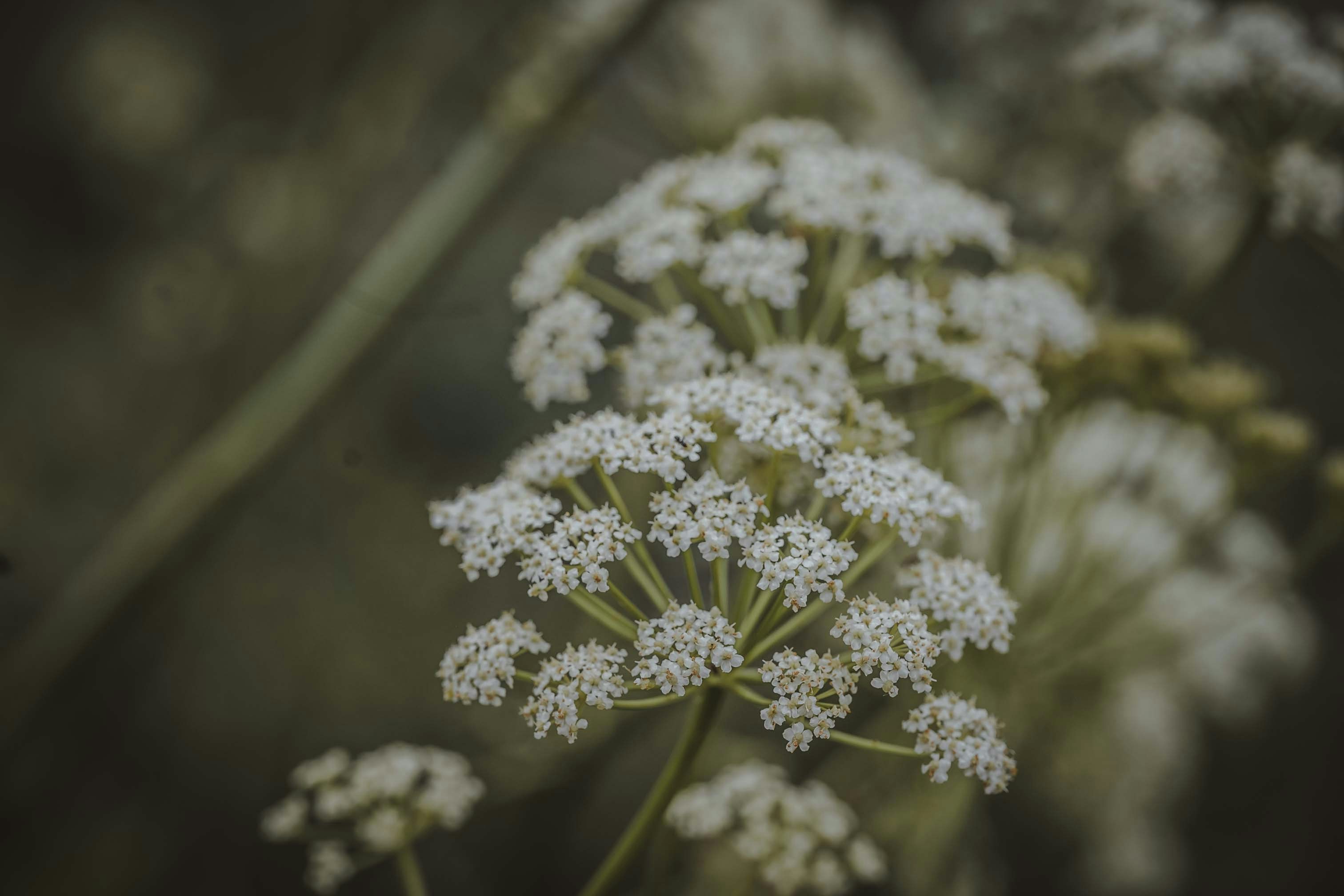 Delicate Queen Anne's Lace in Soft Focus