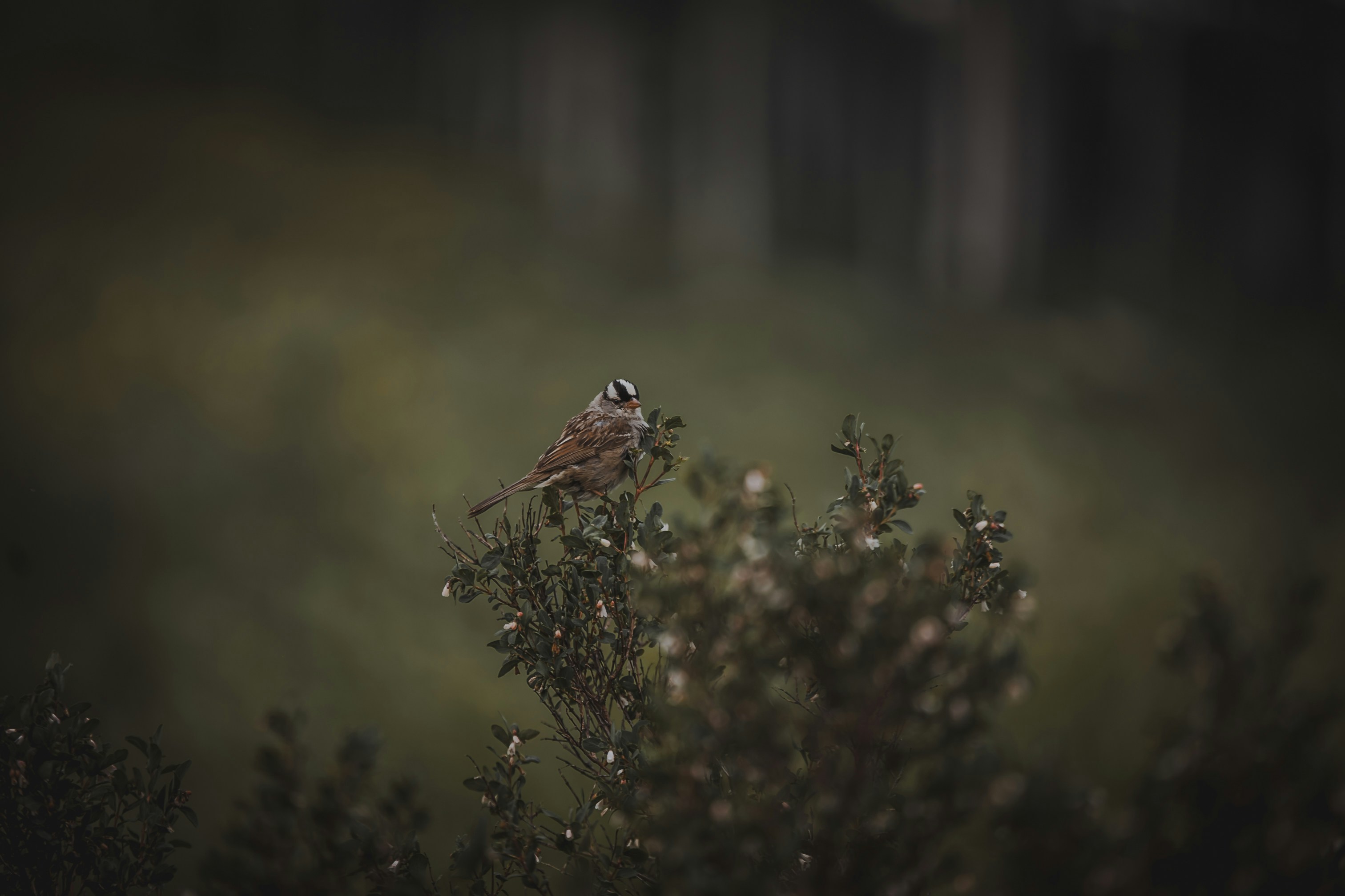 Perched in the Quiet Heather