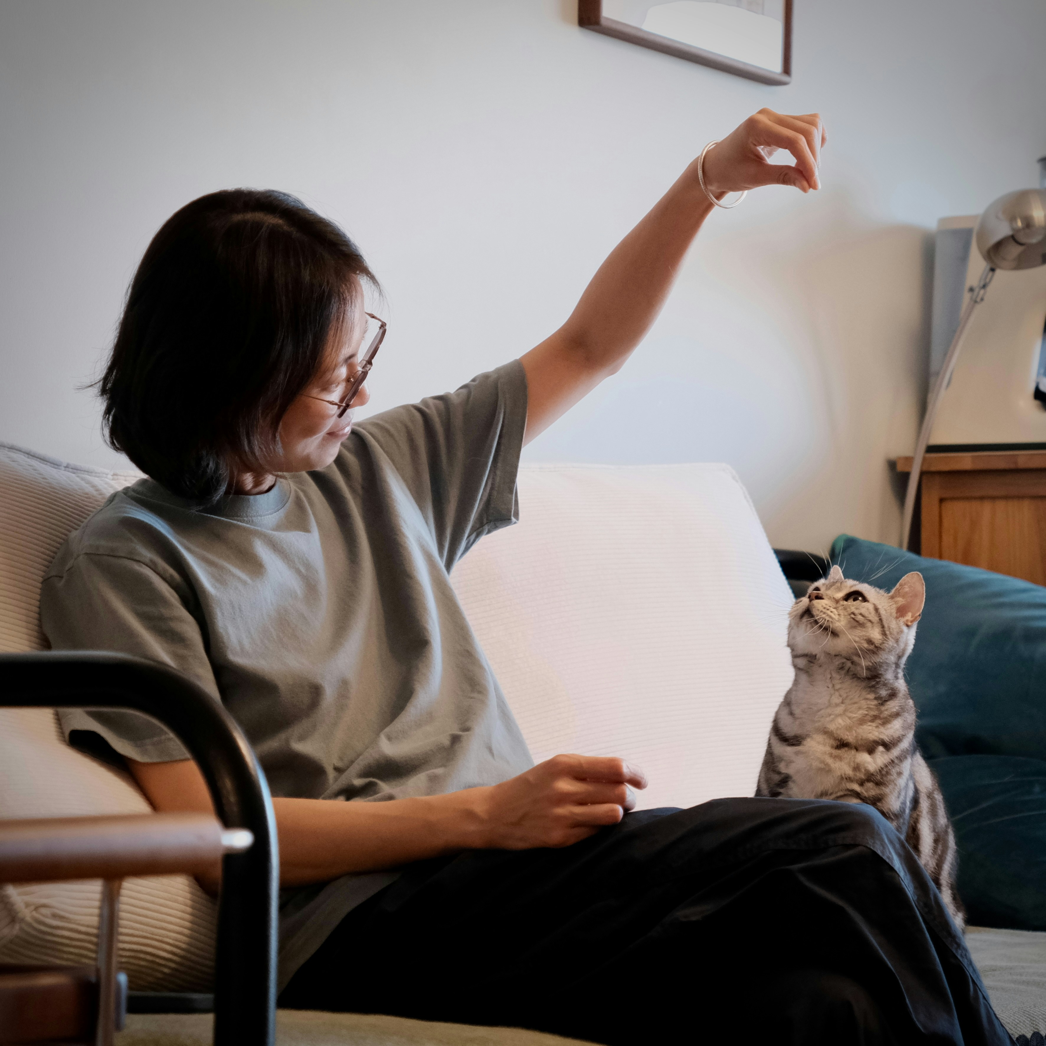 Quiet Playtime: Cat Awaits the Next Trick in a Casual Living Room