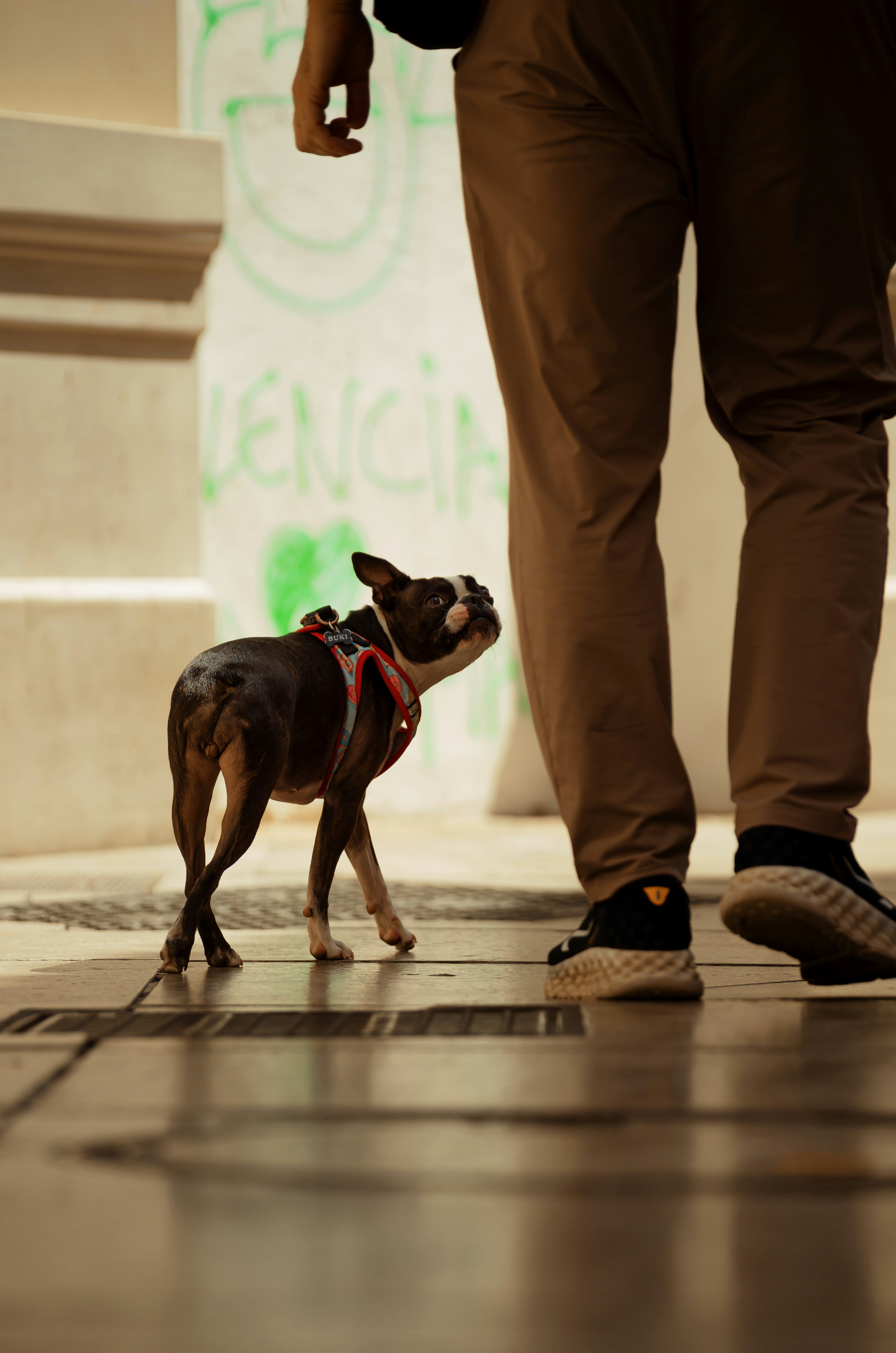 Tiny Co-Star: A Curious Pup Faces a Stranger Path