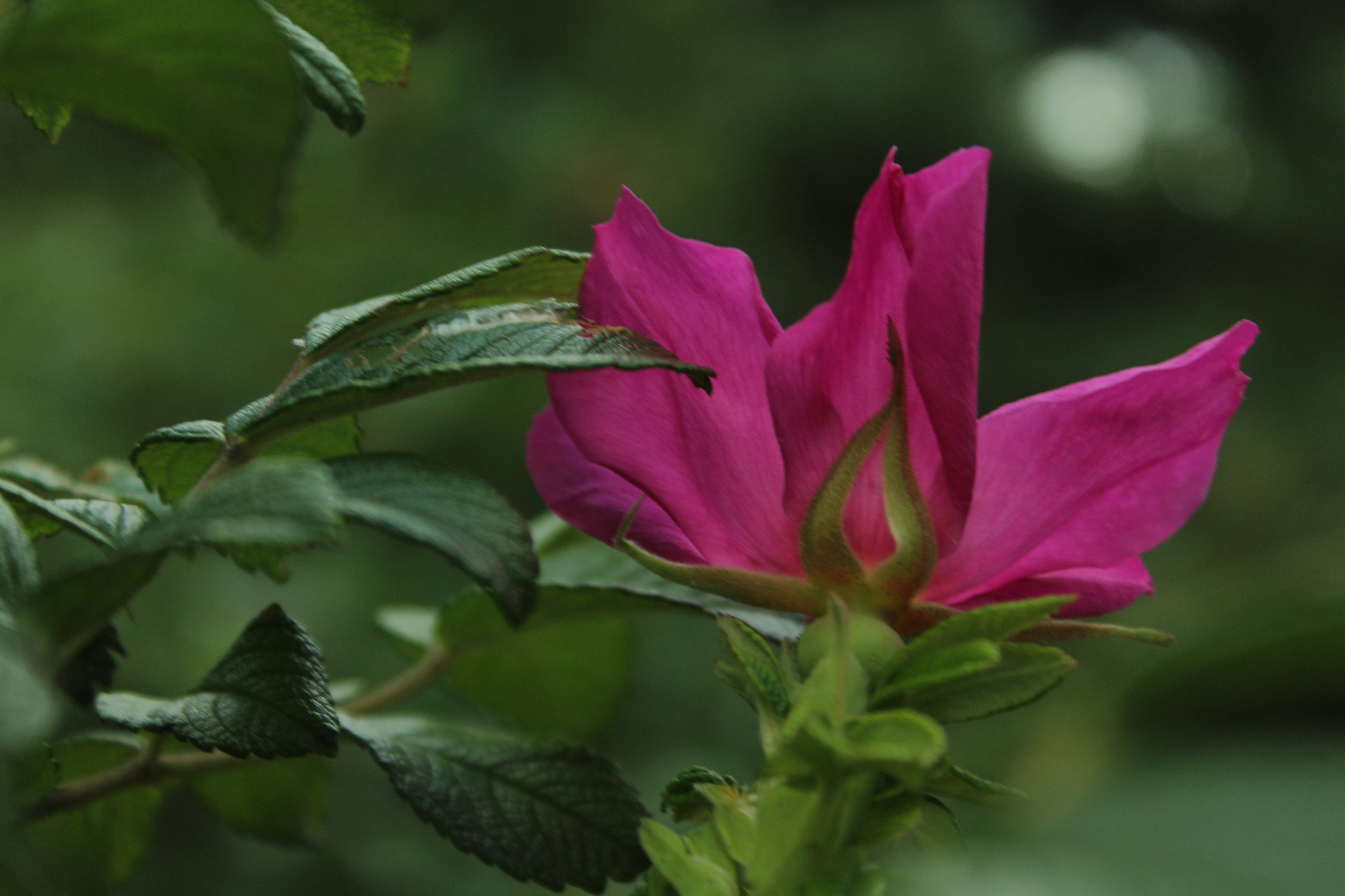 Emerging Pink Rose Amid Deep Green Quiet