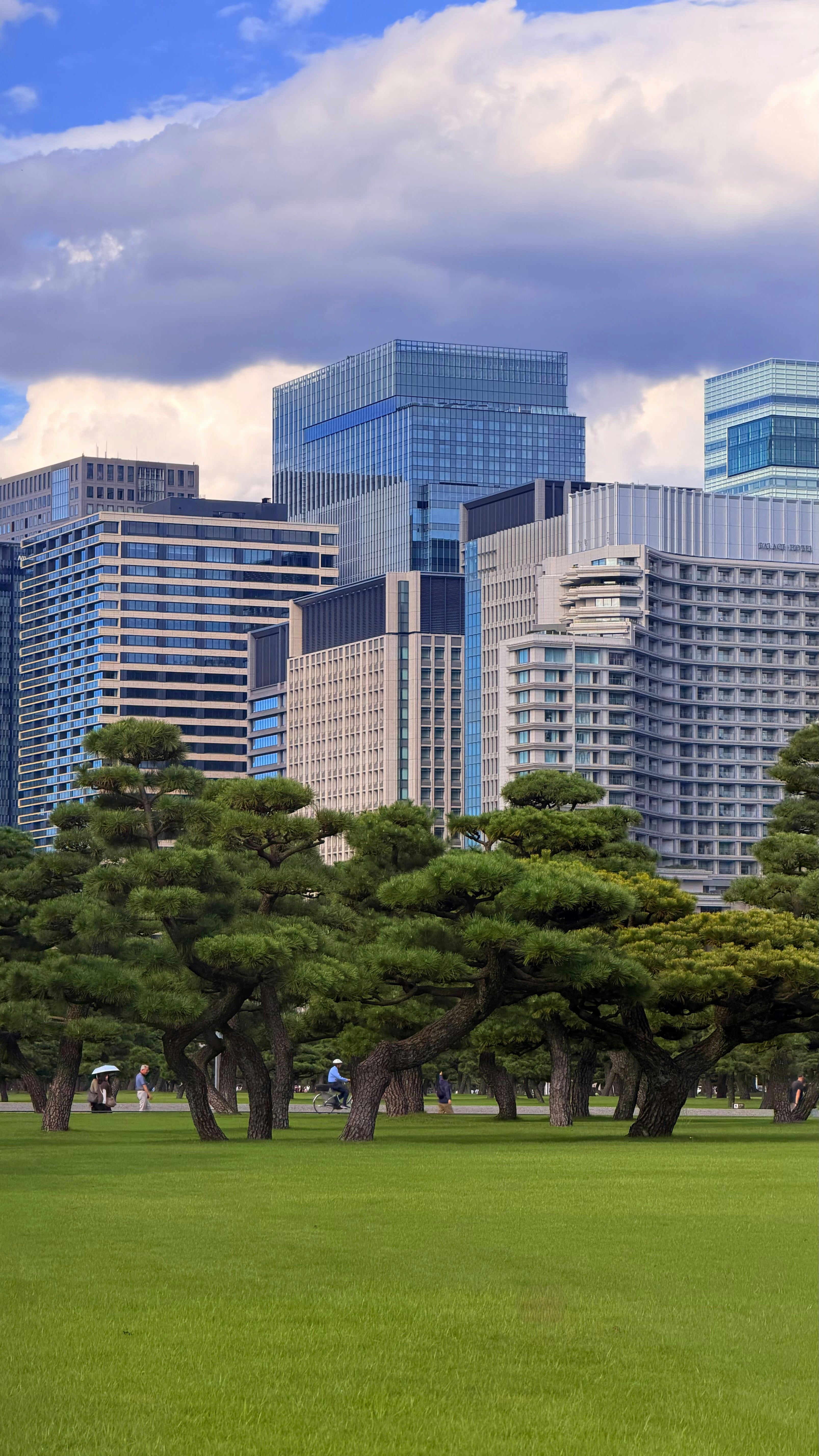 Cityscape Echoes: Urban Glass and Tranquil Pines