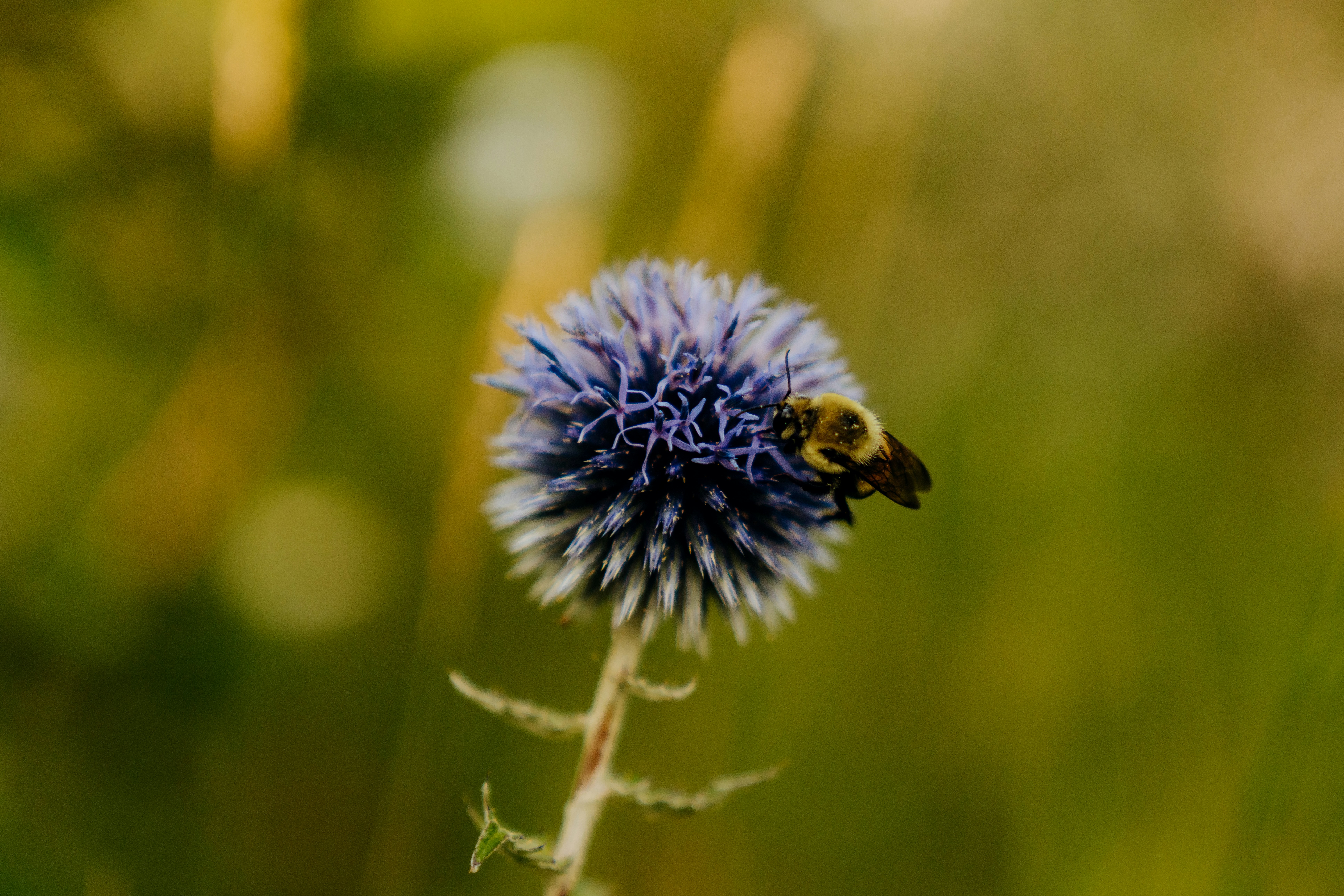 Blue thistle bloom with a bee in soft focus