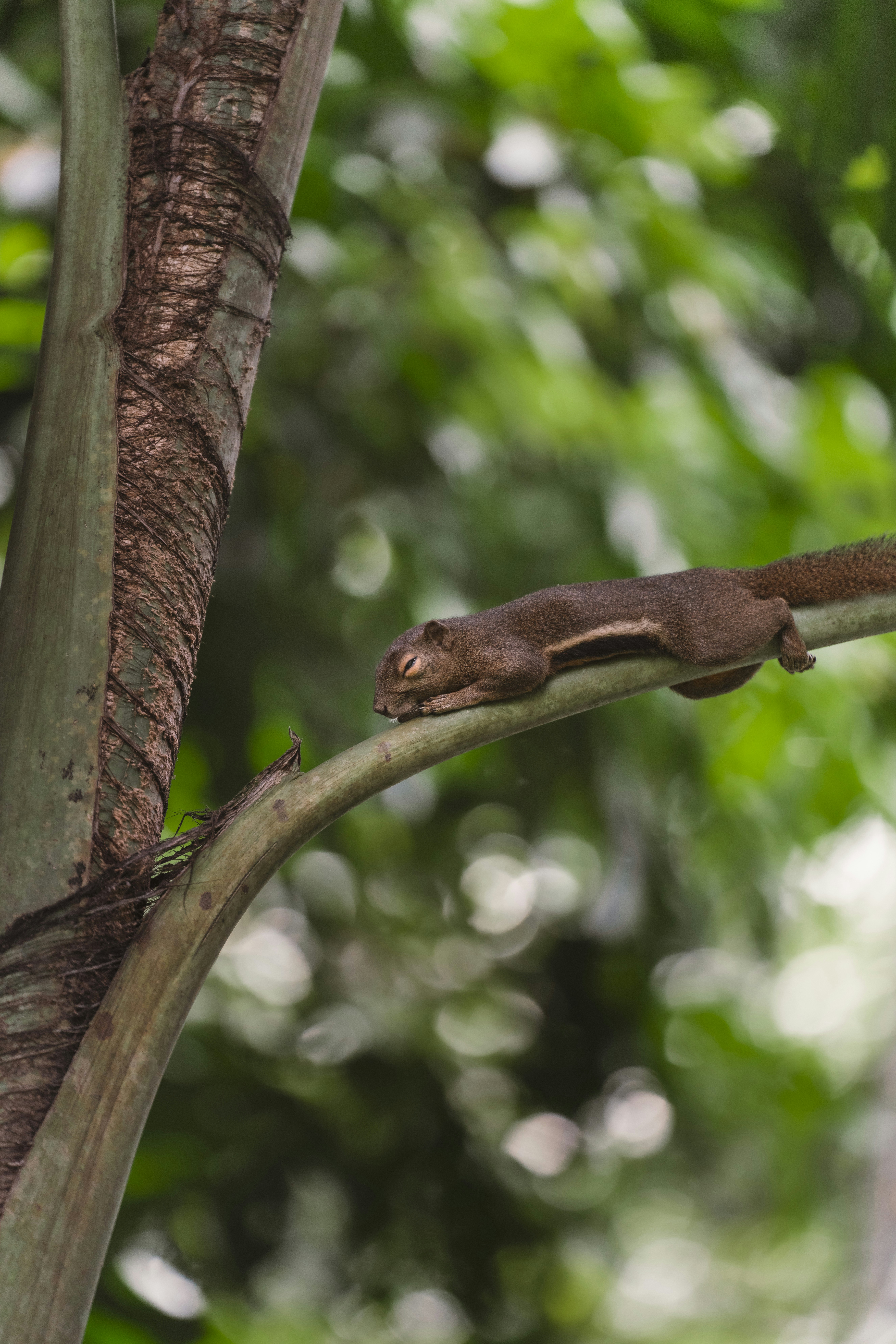 Mid-branch nap: a resting squirrel bridges a quiet forest arc