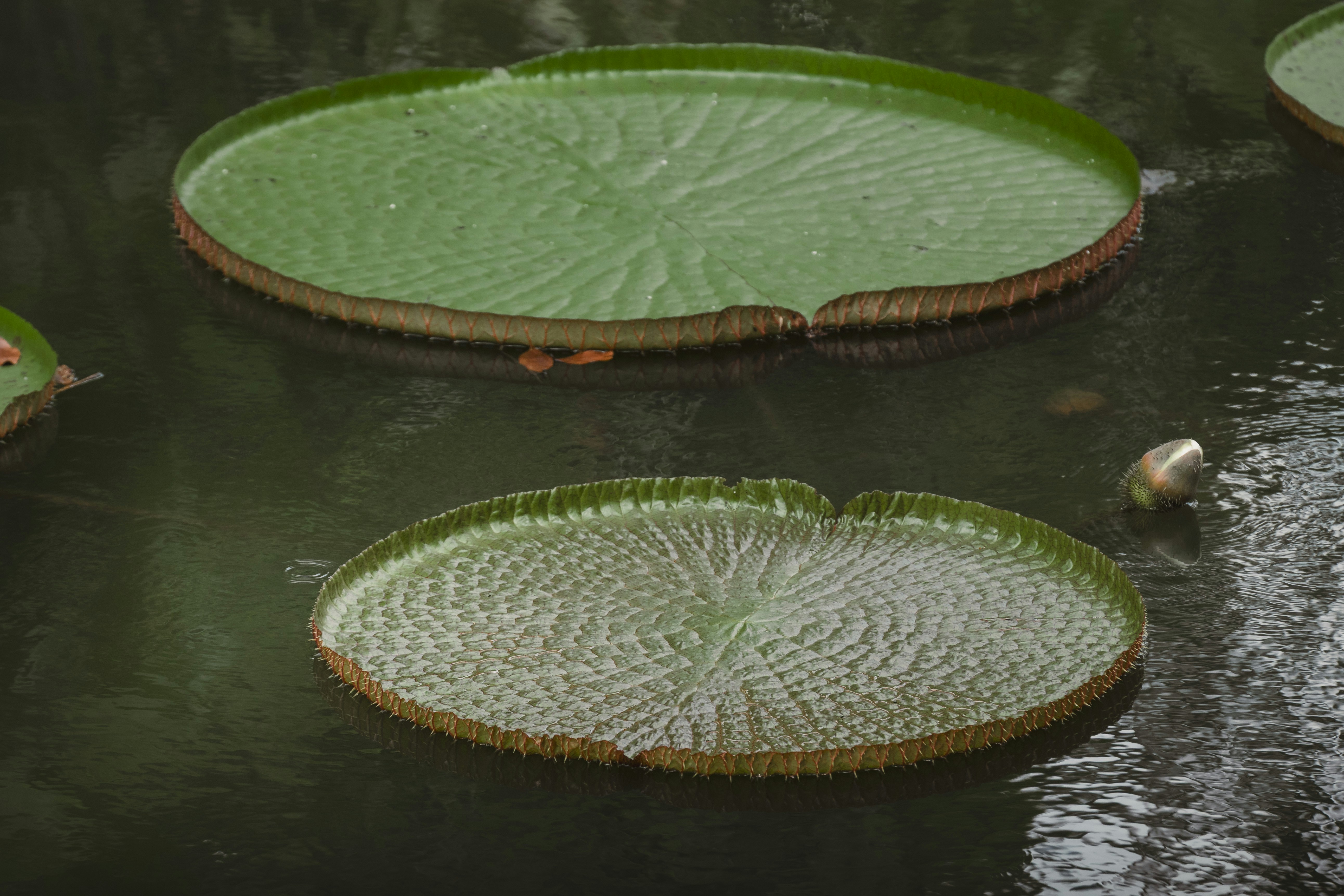 Emerald Circles: Giant Lily Pads on Quiet Pond
