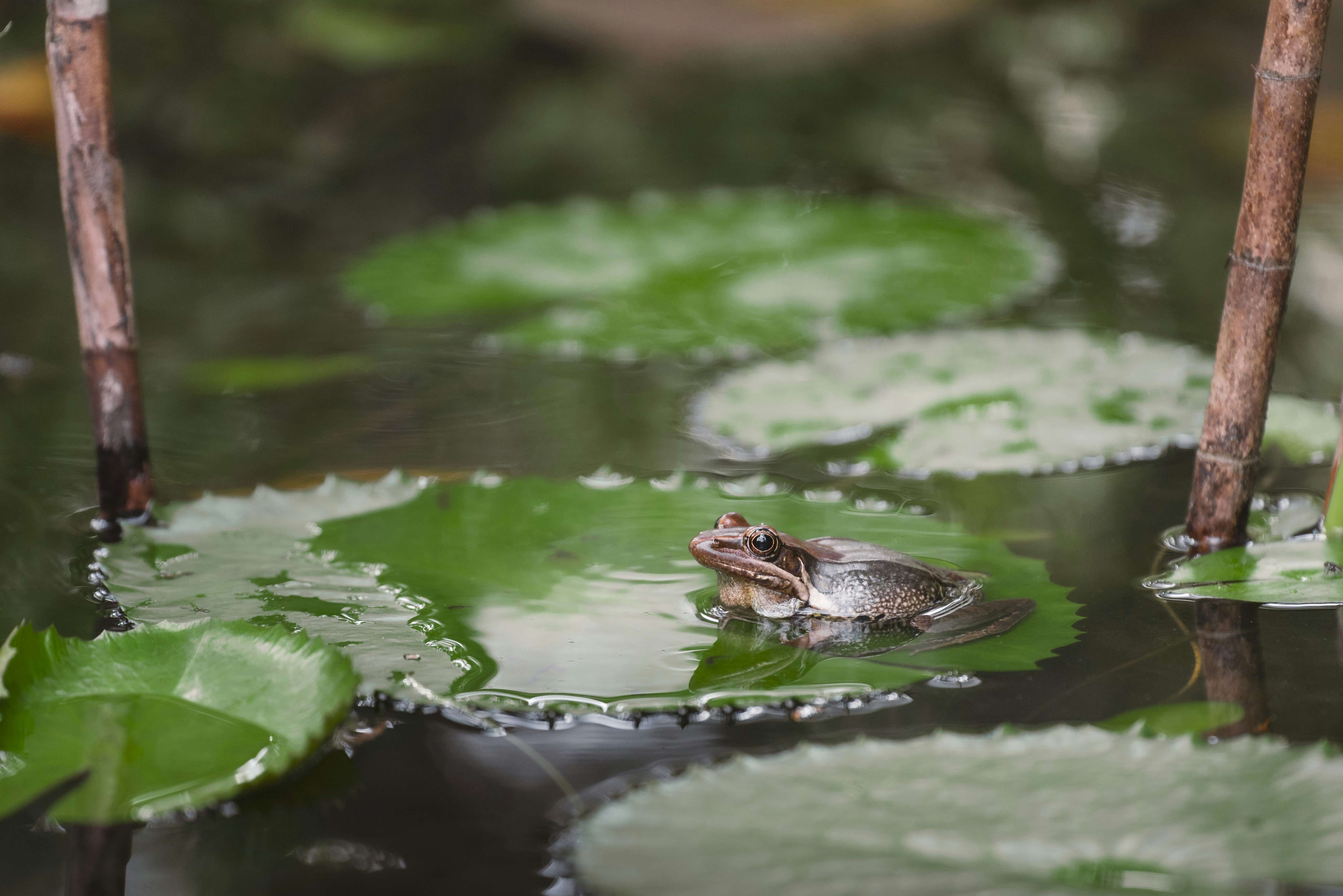 Green Lily Pad Seeker: A Frog Among Rippling Reflections