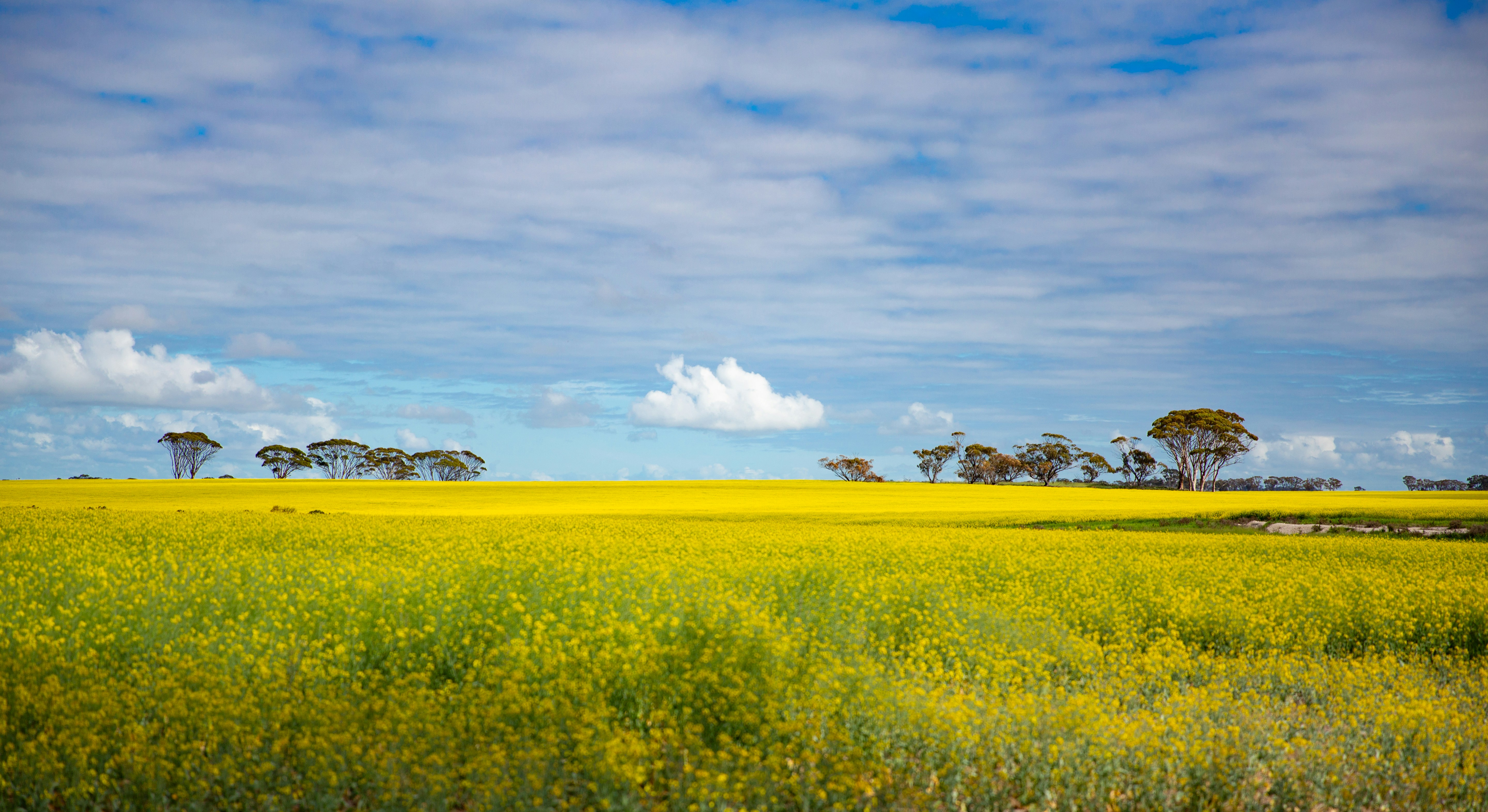 Yellow Field of Canola Under a Quiet Blue Sky