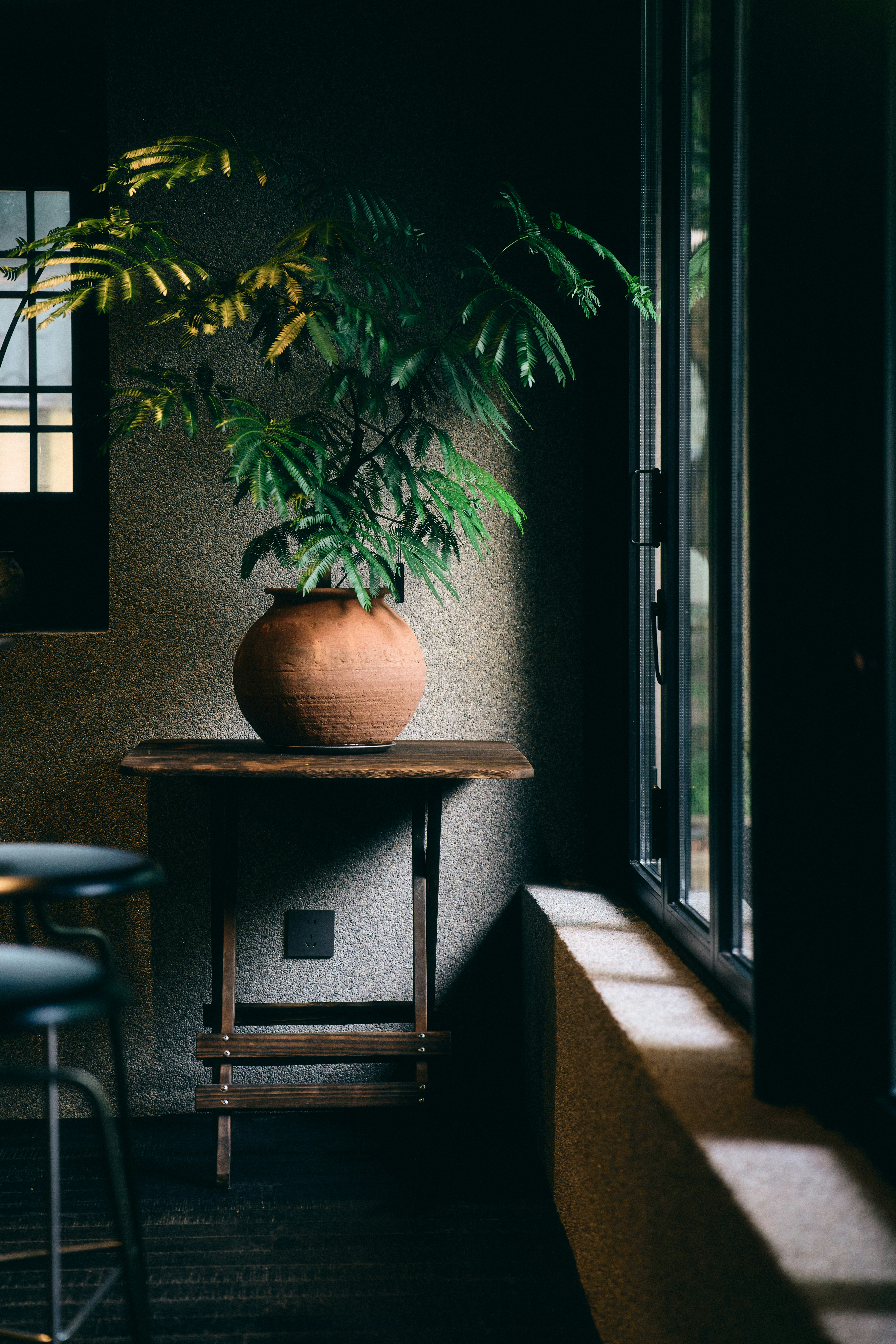 A green fern in a terracotta pot on a wooden table by a window