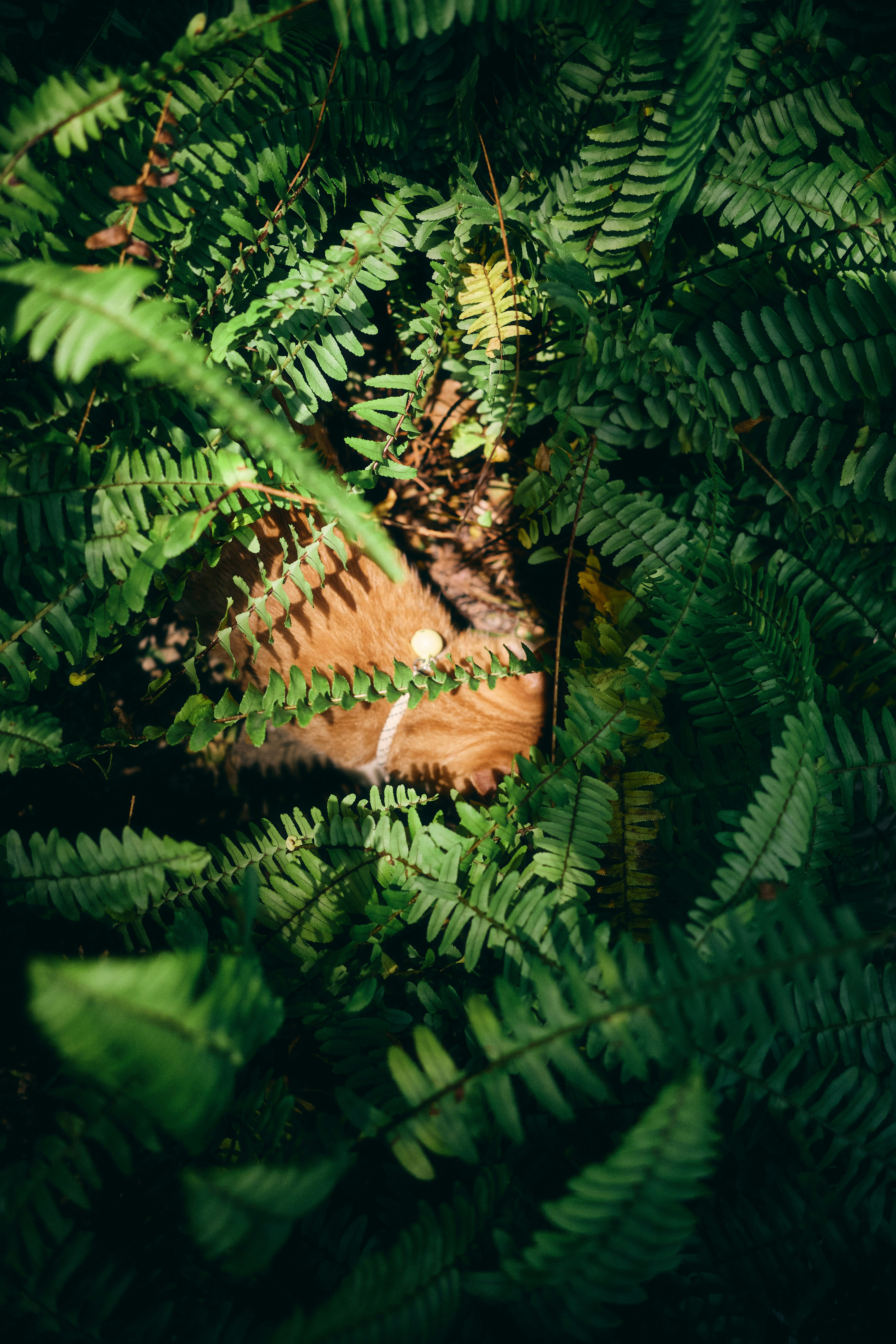Hidden Ember: A Cat Nestled Among Ferns