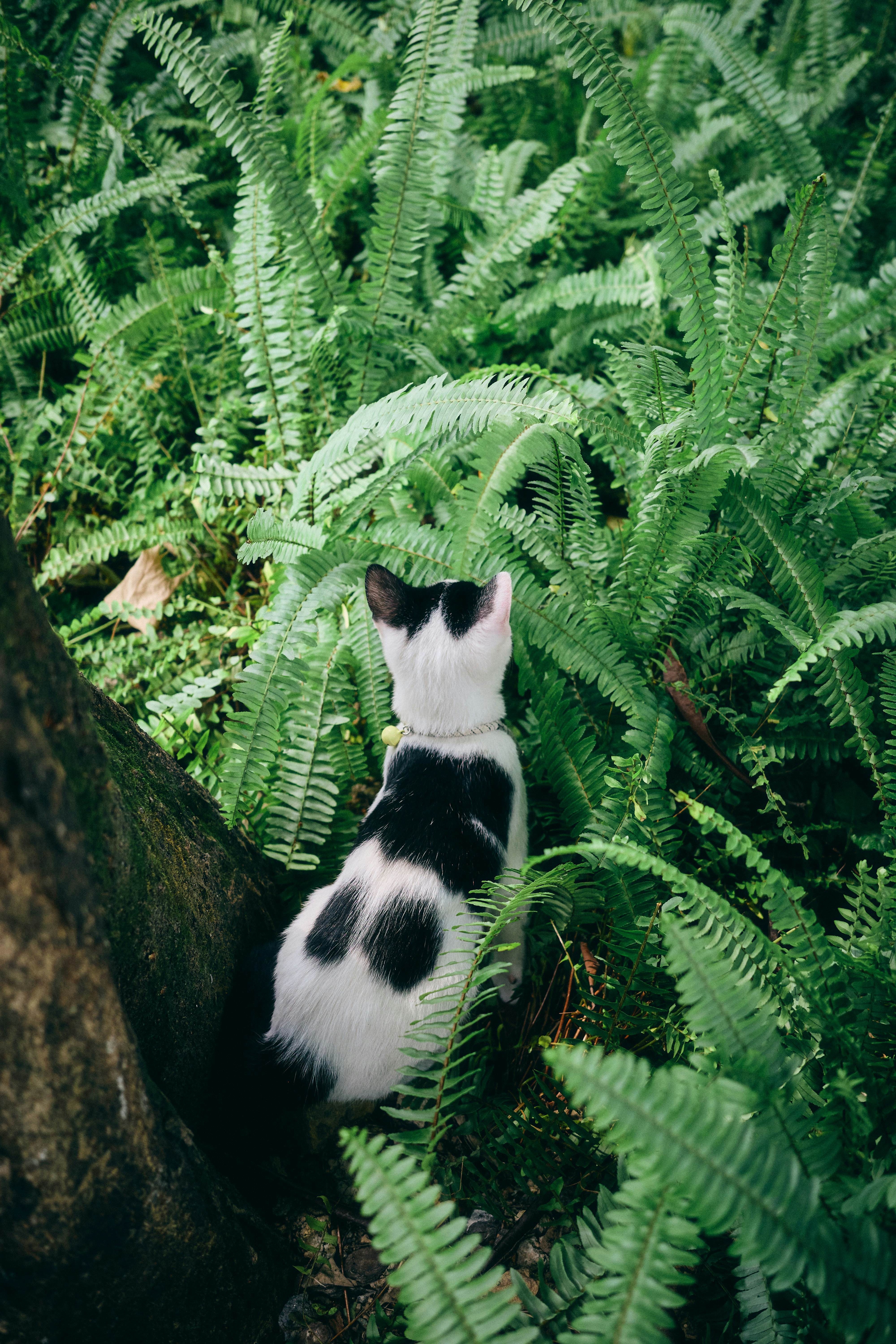 Hidden in Plain Ferns: Black-and-White Cat in a Green Veil
