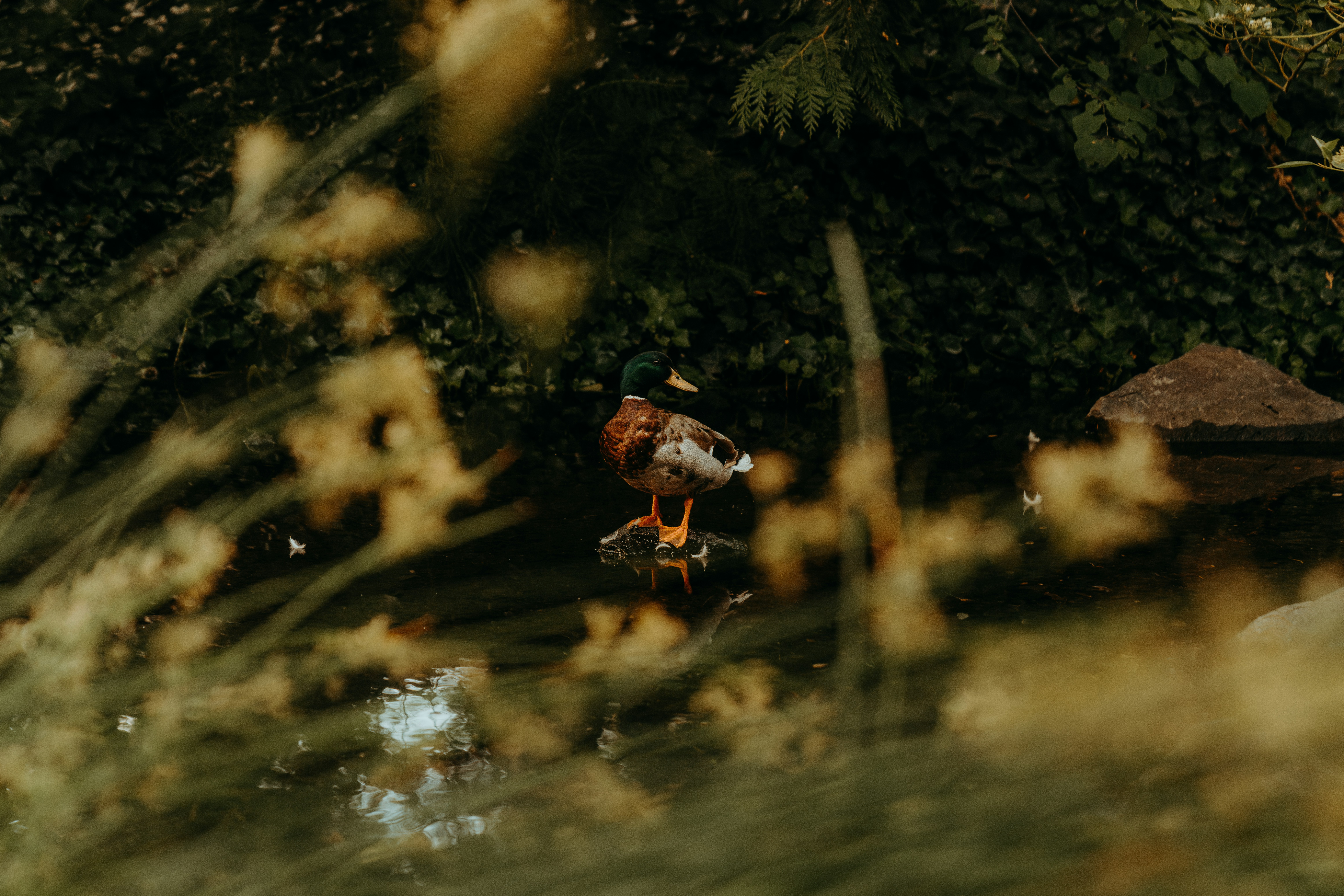Duck in the Quiet Pond: A Moment Amid Framing Foliage