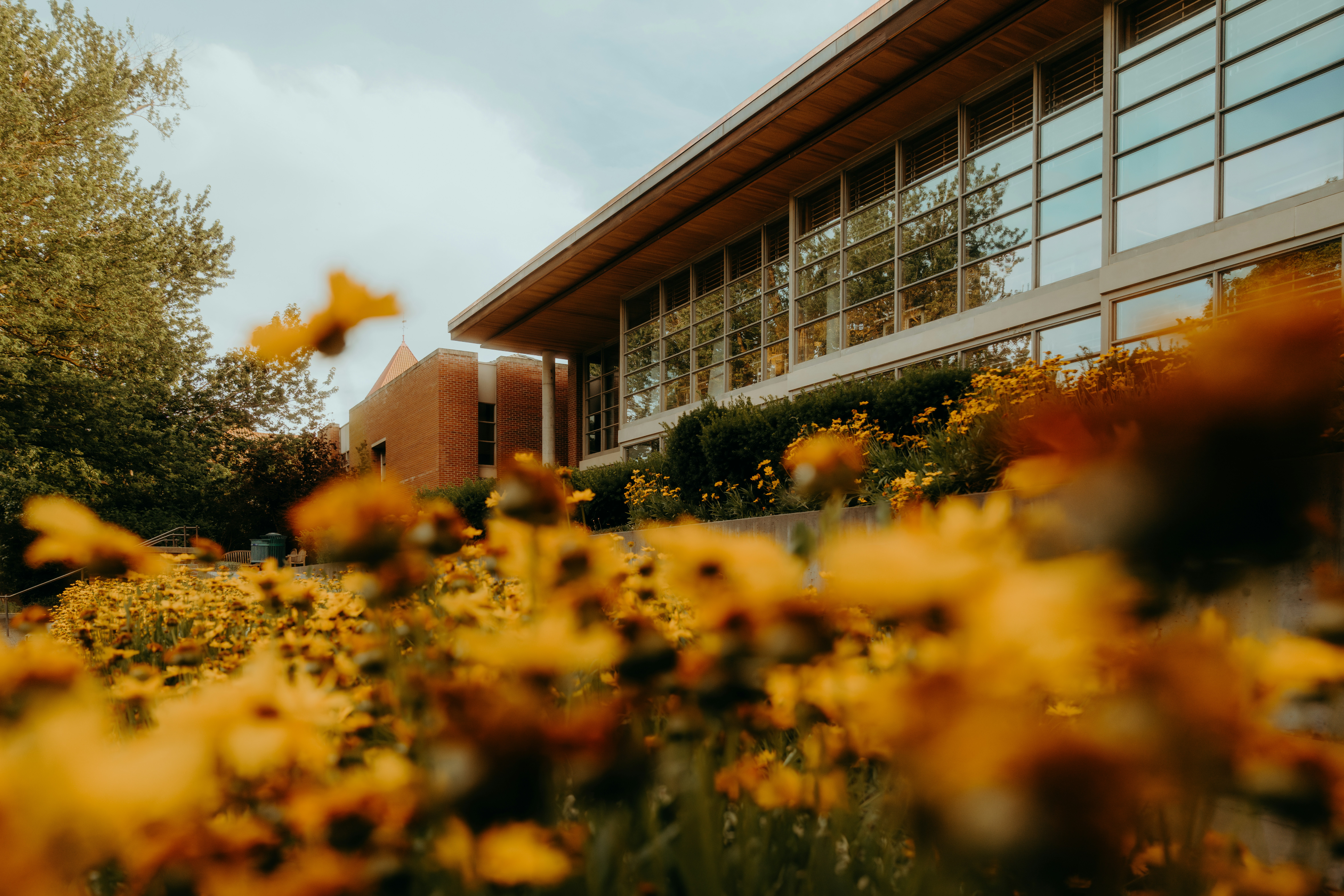 Sunlit Campus Facade Framed by Golden Blooms
