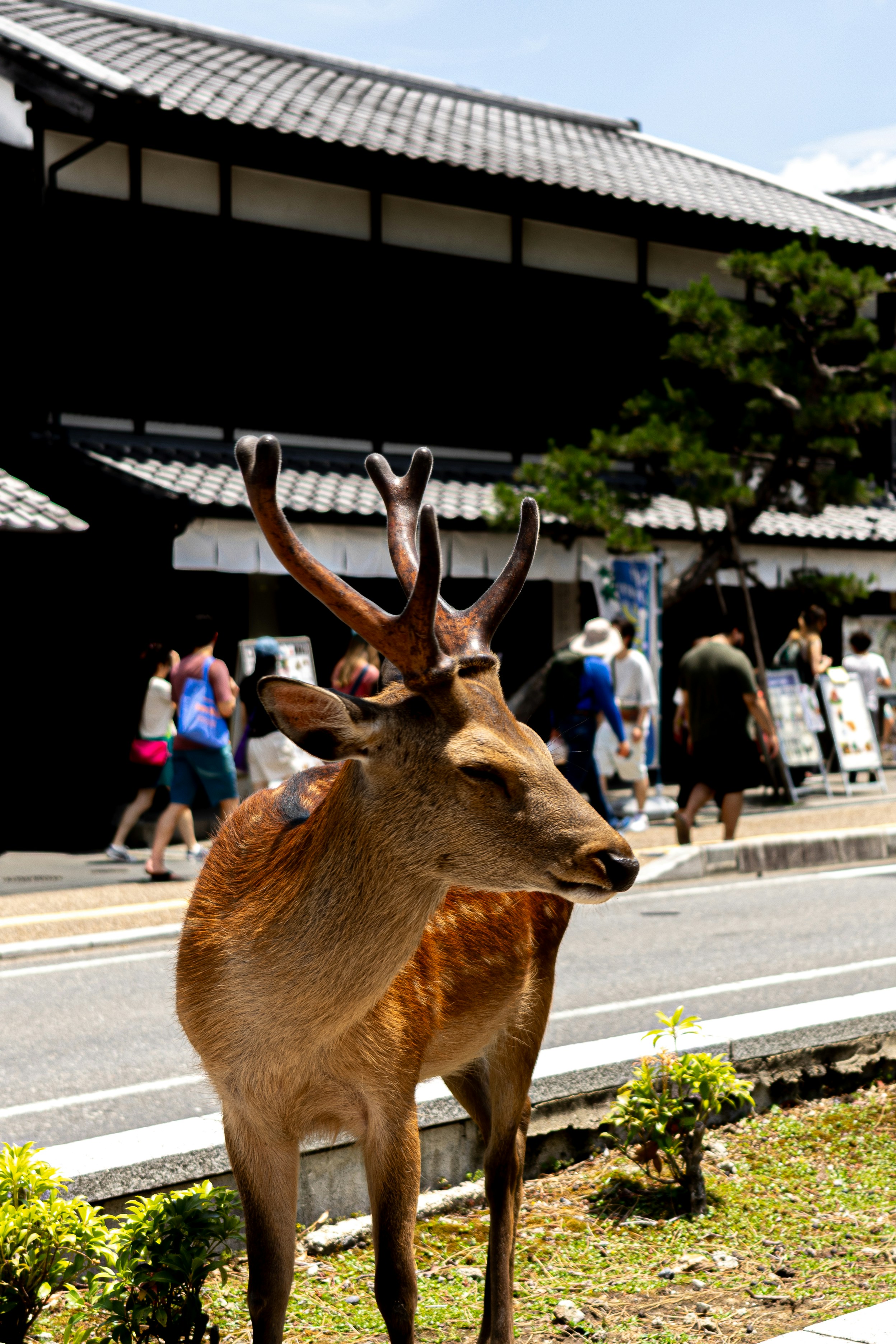 Deer stands near a temple entrance with visitors in the background, captured in daylight; a candid wildlife moment amid a busy urban setting.