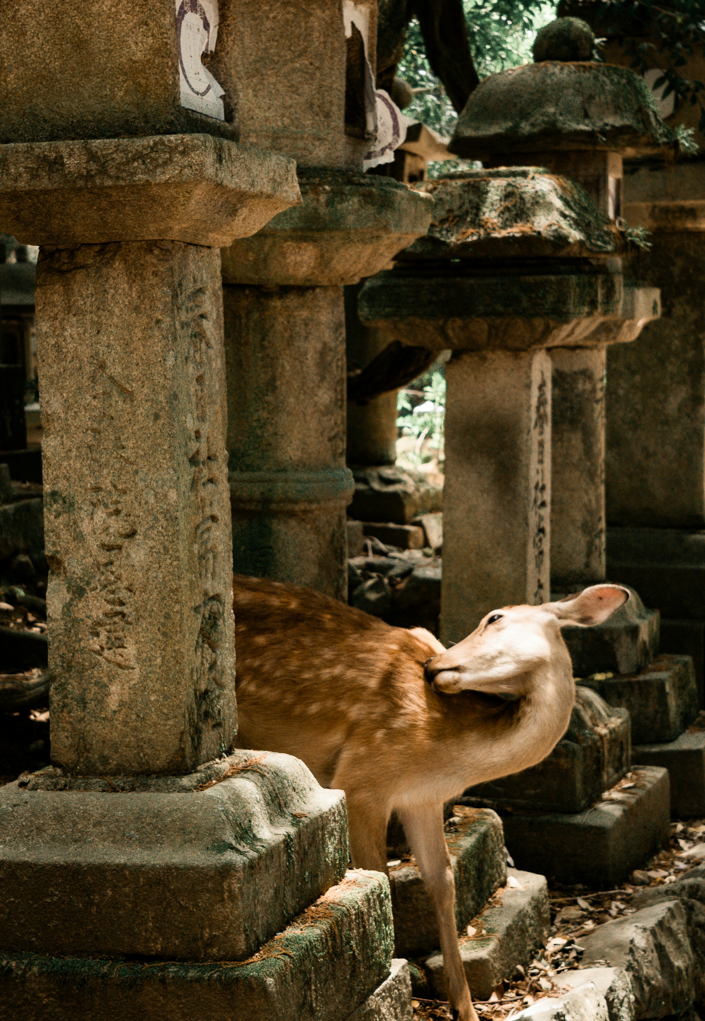 Hidden Visitor Among Ancient Stones