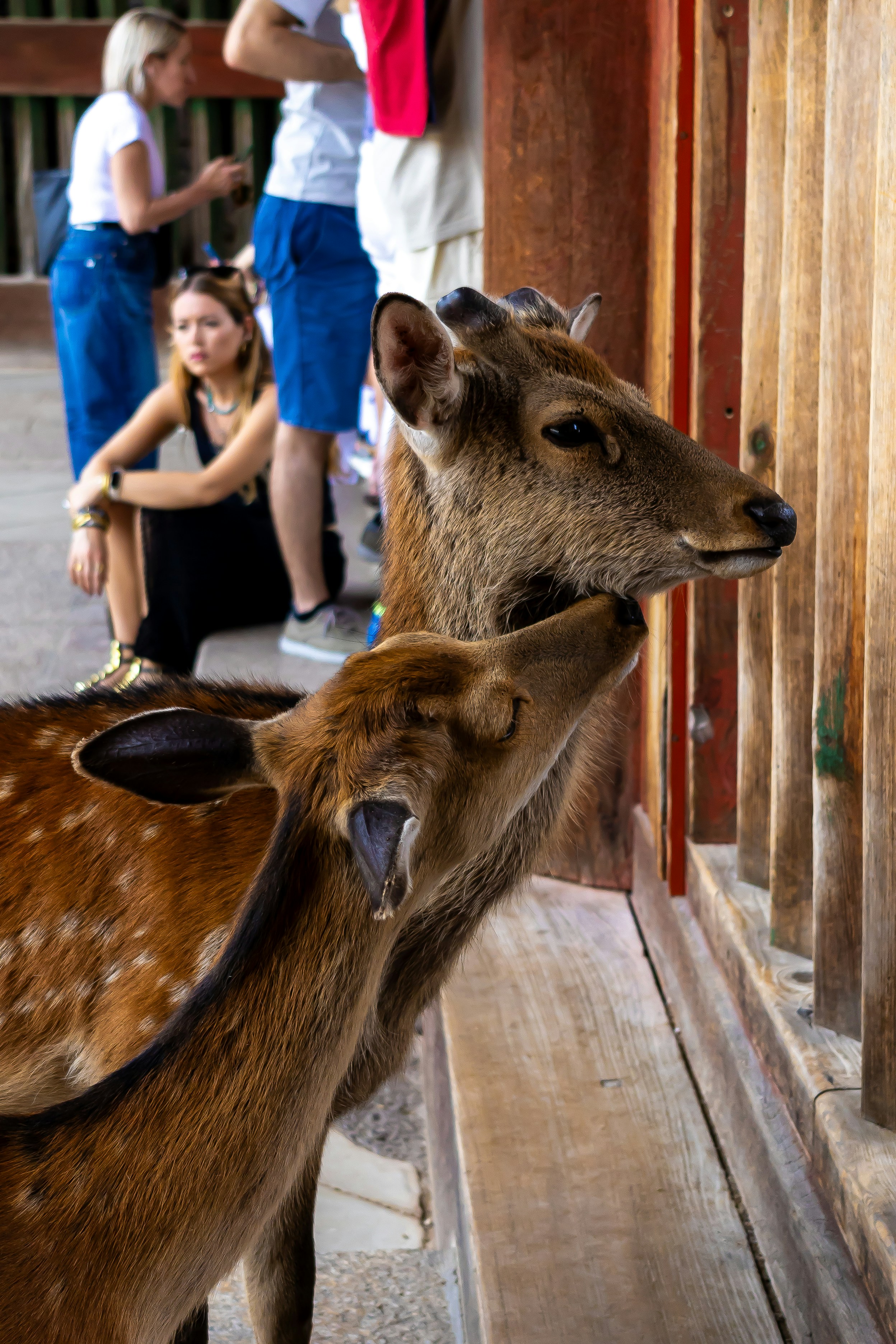 Curious Deer at the Wooden Gallery