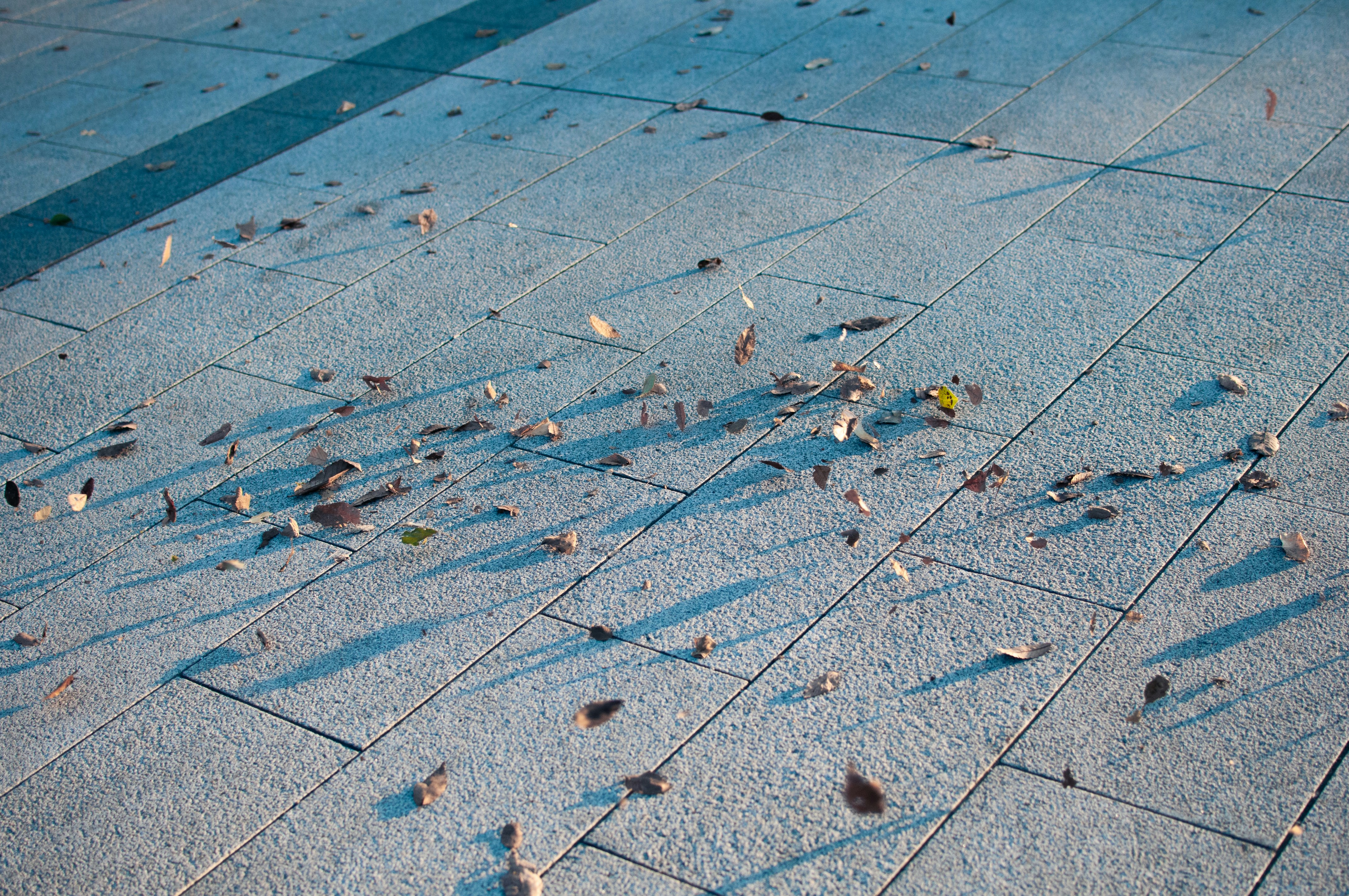 Leaves scattered across tiled pavement with elongated shadows in soft afternoon light. Minimal color, emphasizing texture and geometry of the ground surface.
