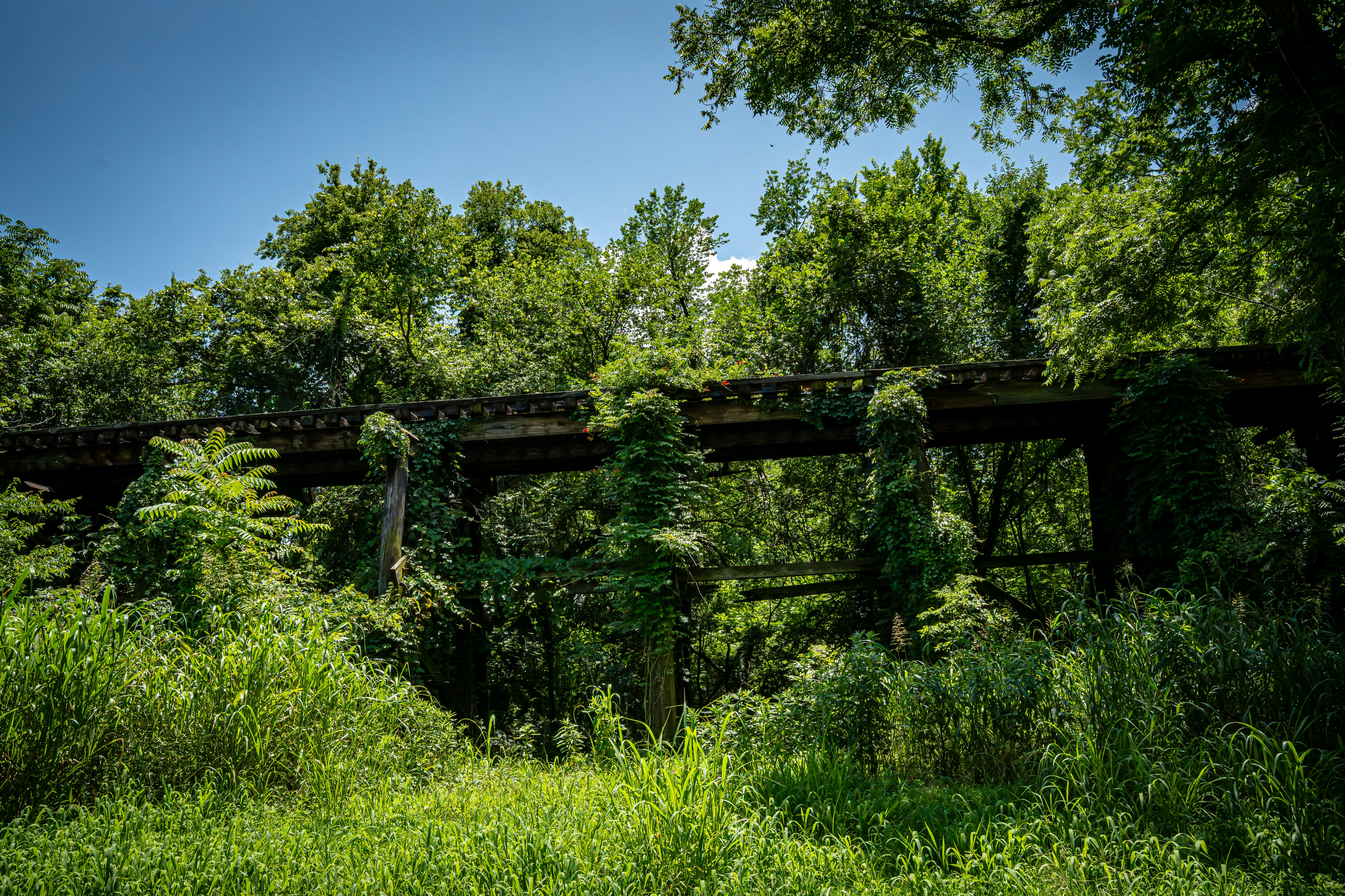 Overgrown Bridge Arc