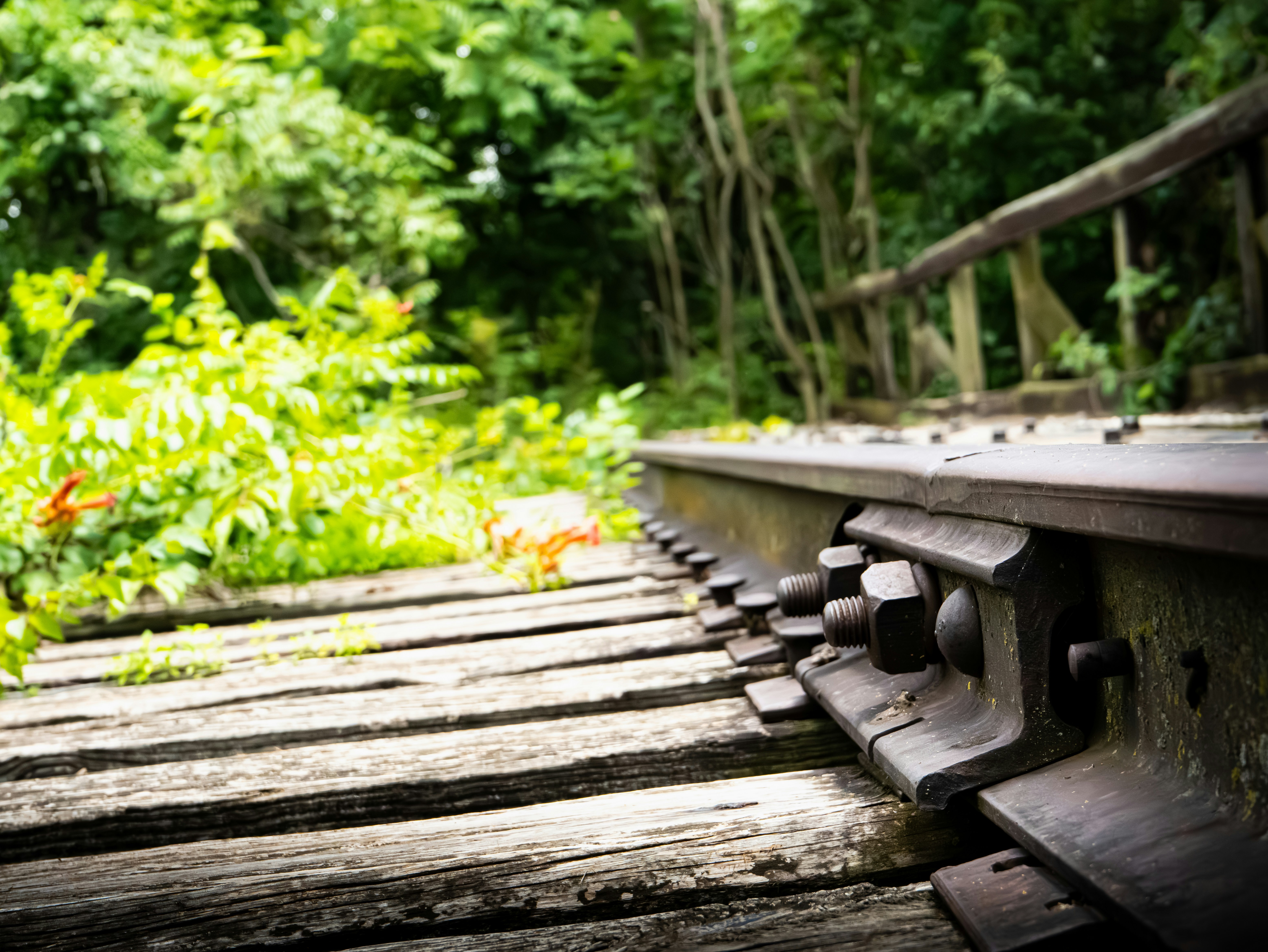 Rails in Focus: Weathered Tracks Meet Lush Greenery