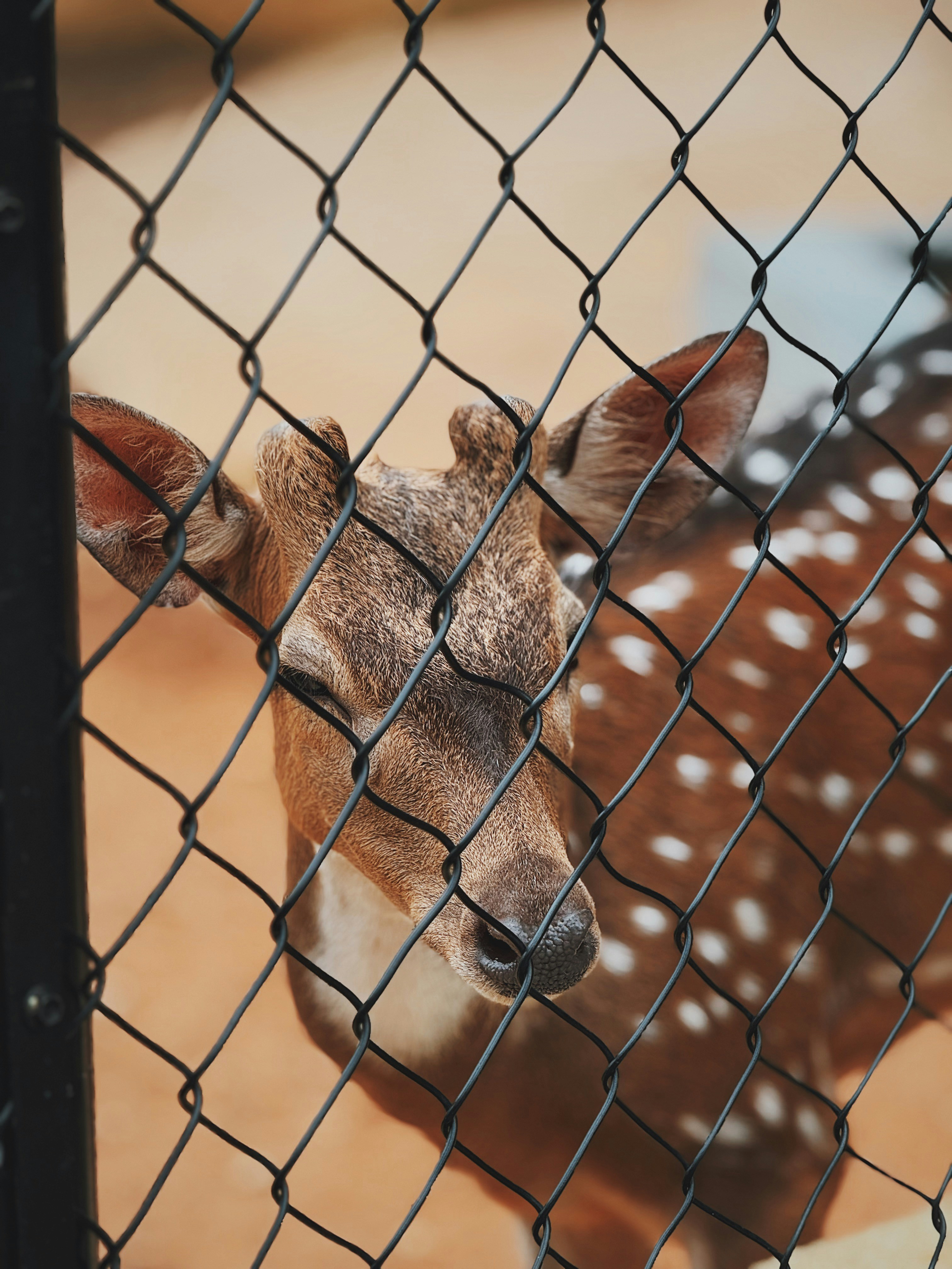 Masked by the Mesh: A deer peers through a chain-link barrier