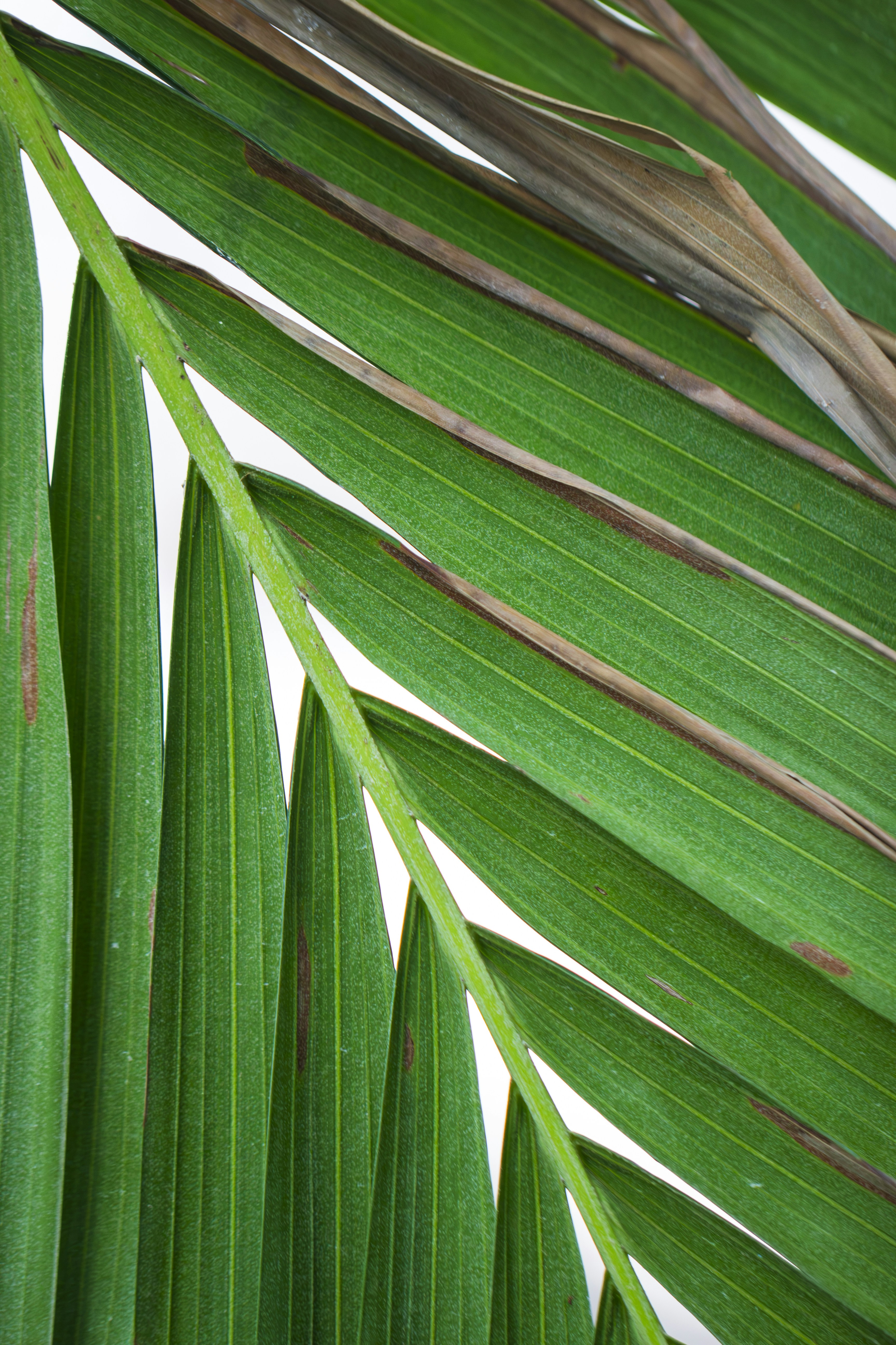 Palm Fronds in Sharp Focus: Stripes of Green and Brown