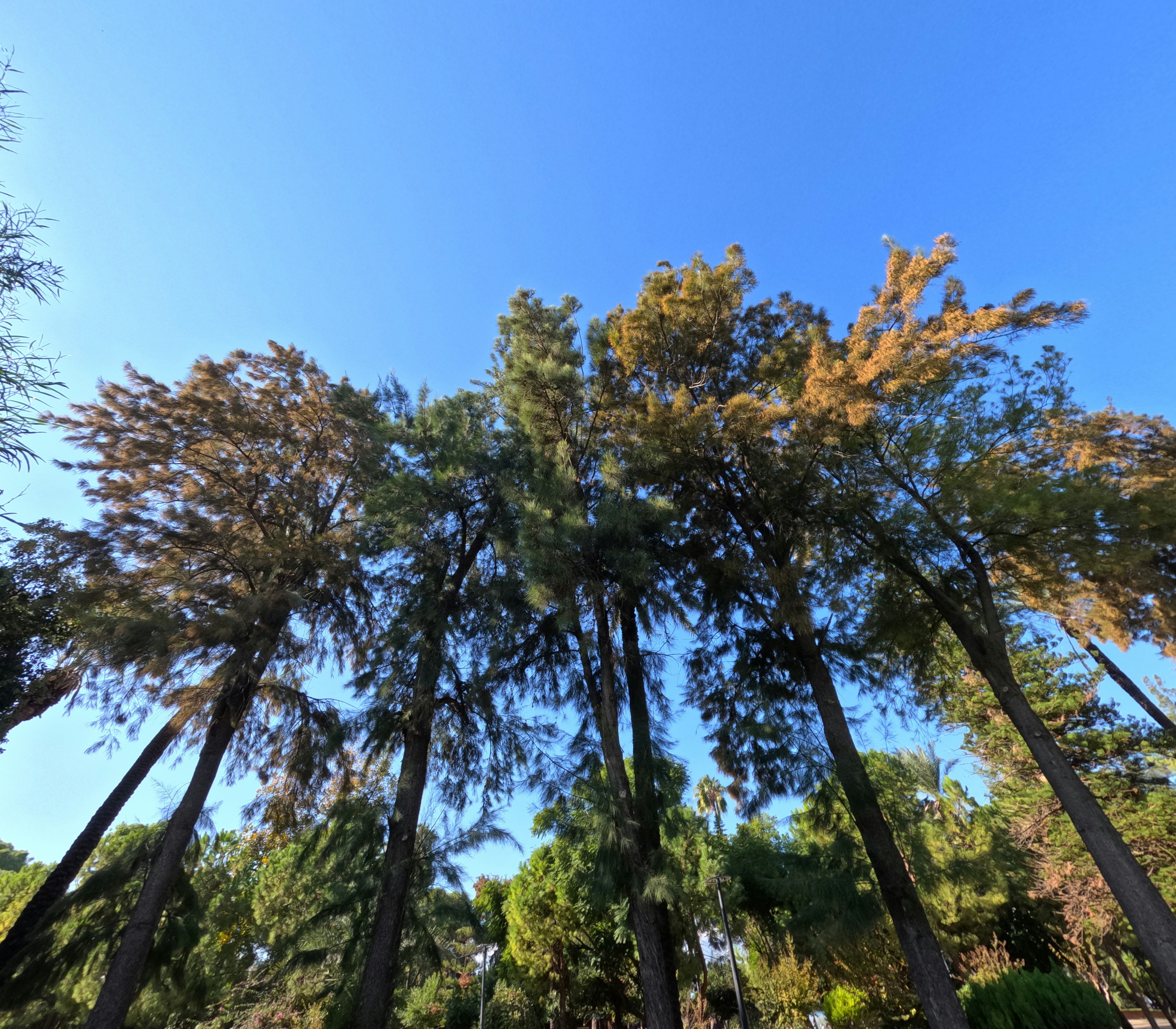 Towering Pines Against a Clear Blue Sky