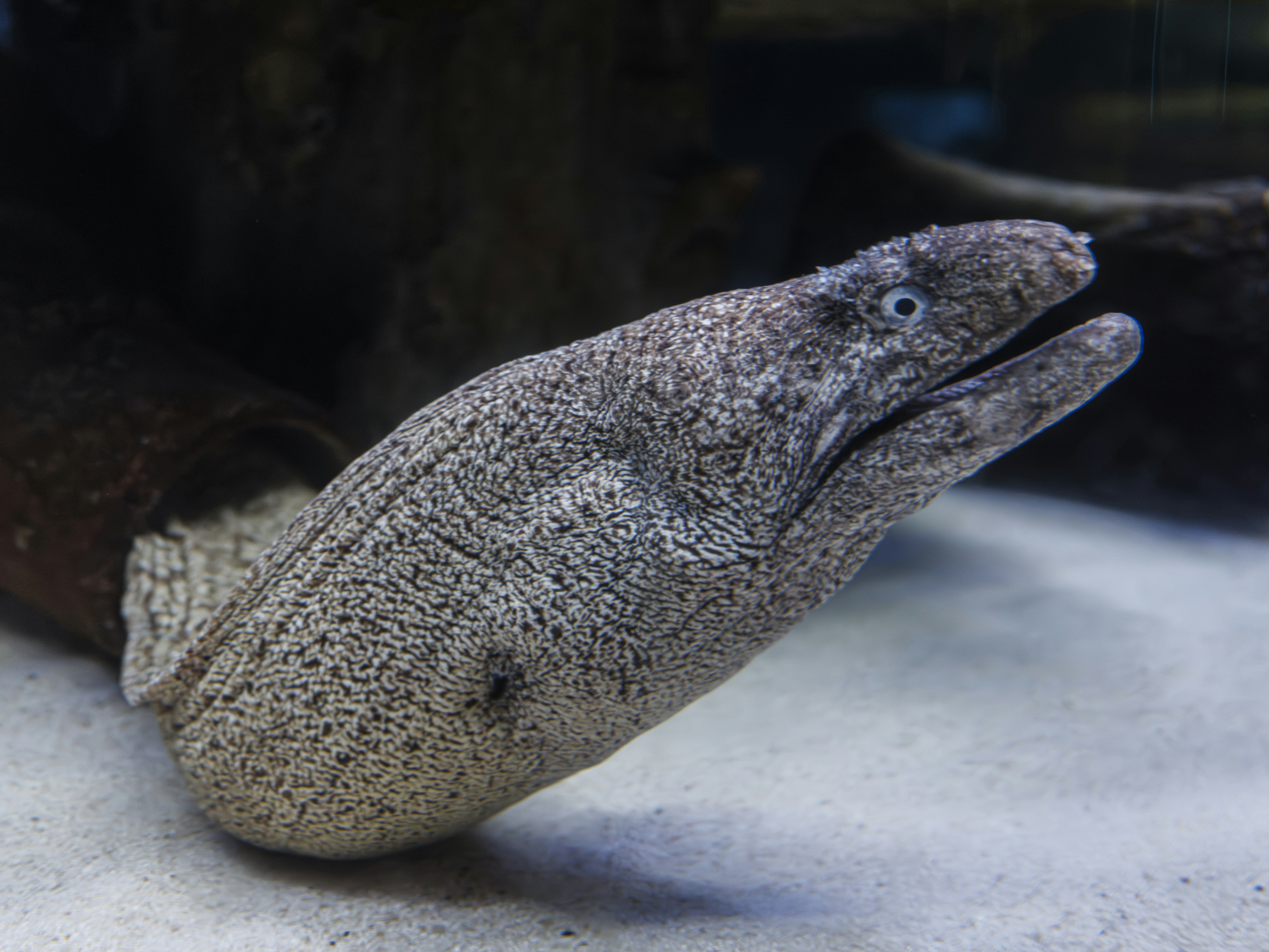 Moray eel swimming in a marine aquarium