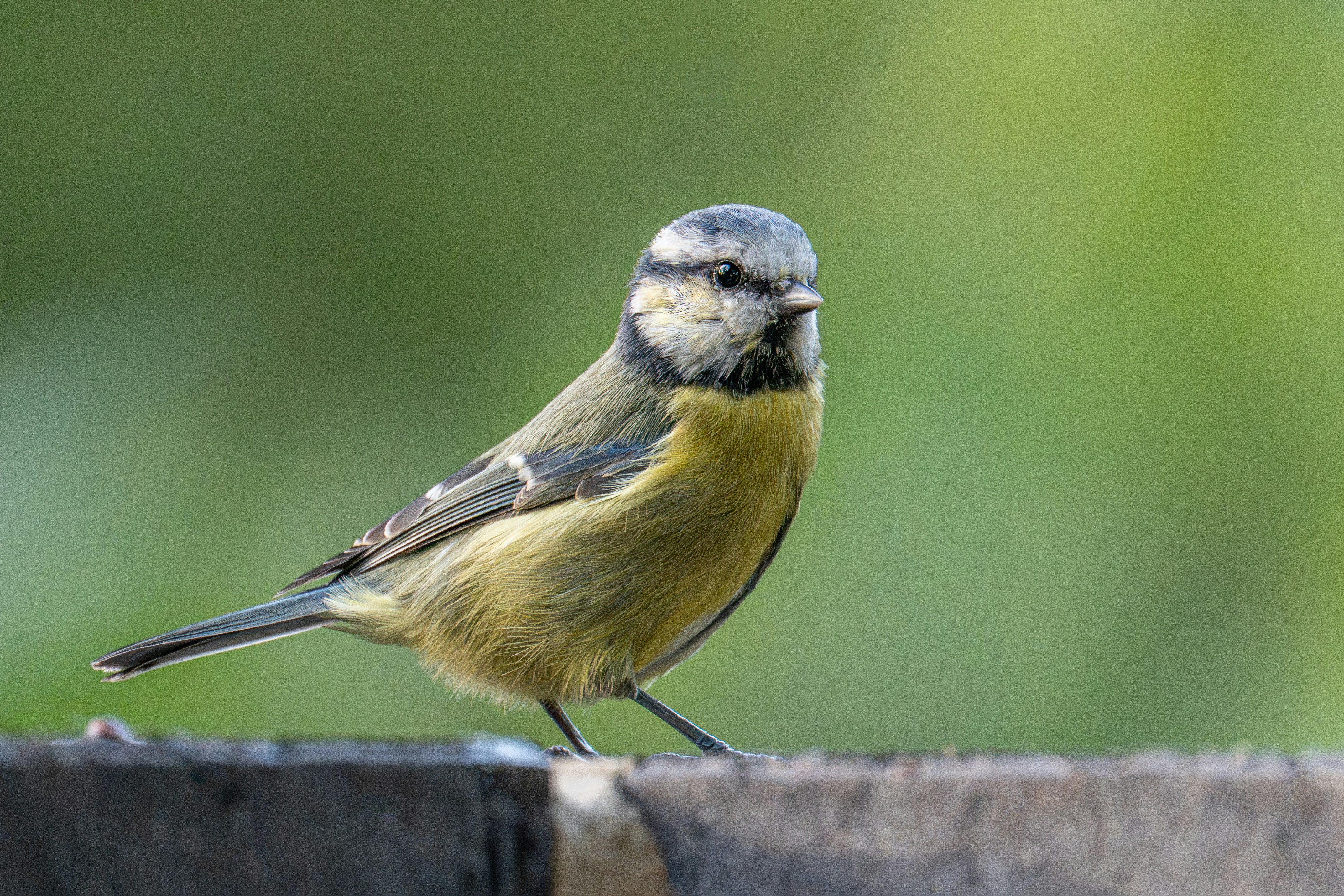 Little Grey Warbler Perched on a Weathered Fence