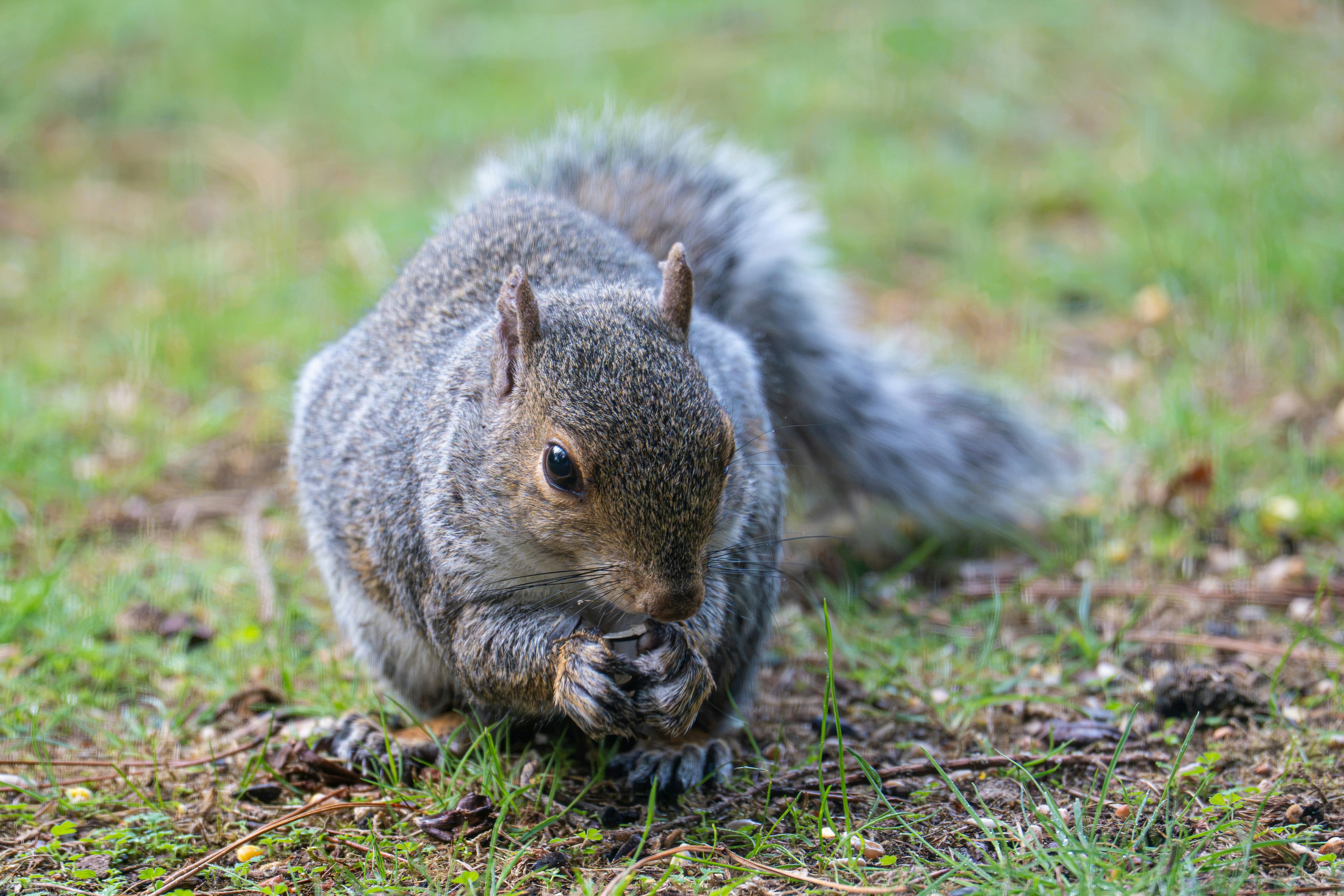 Squirrel in a Quiet Forage: Focus on the Nutty Moment
