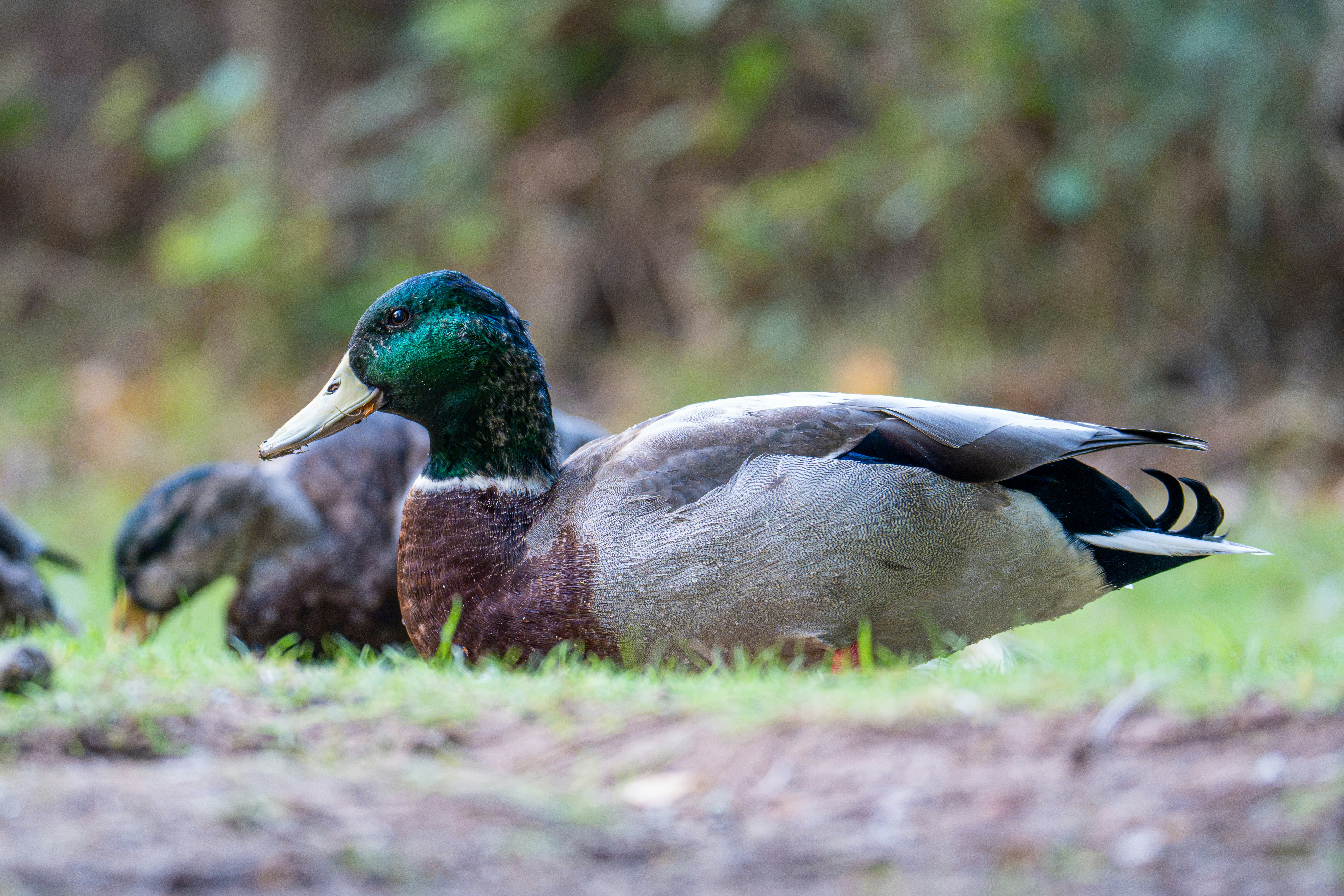 Green-Headed Mallard Posed on a Mossy Ground