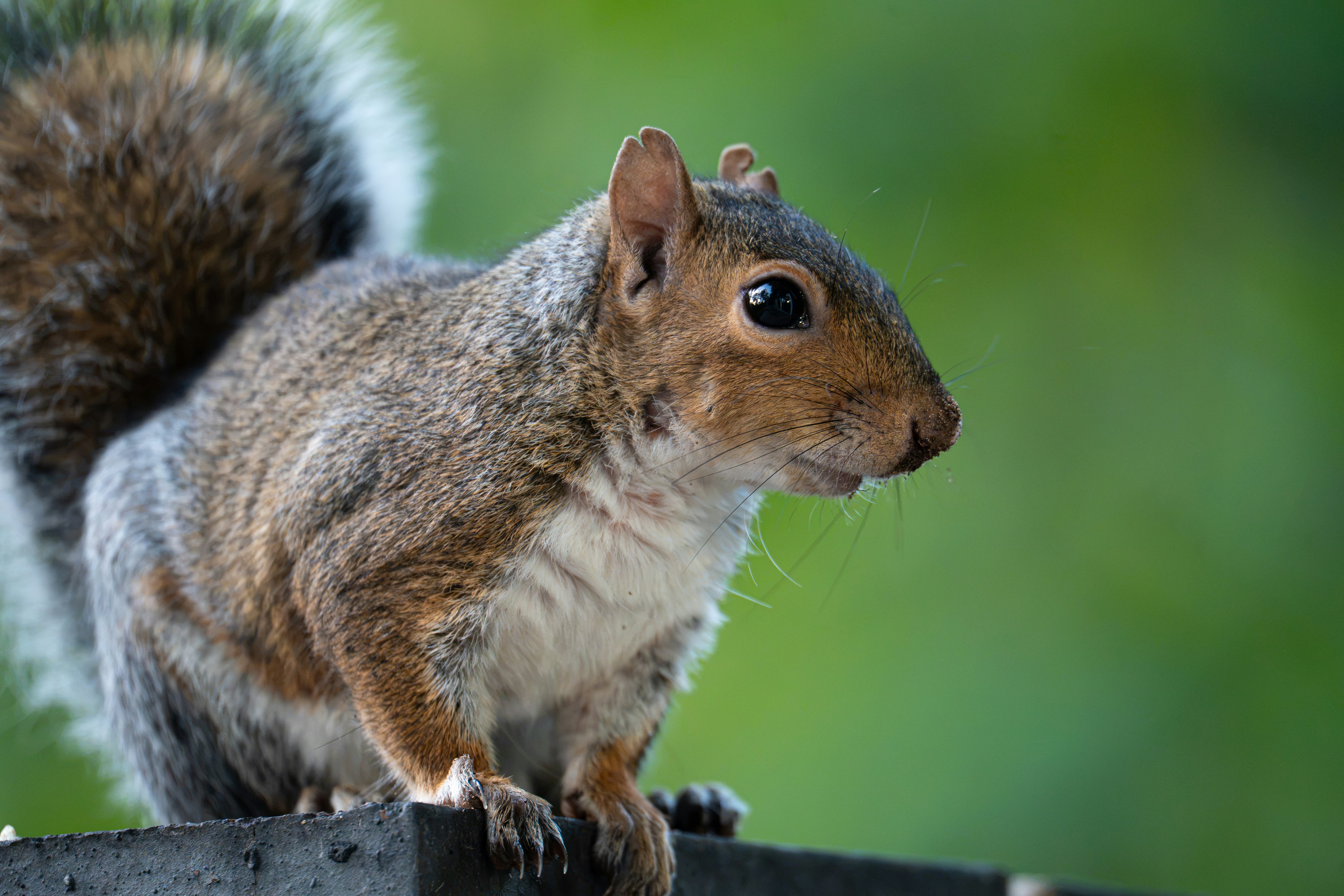 Alert Squirrel on a Concrete Ledge Under Green Bokeh