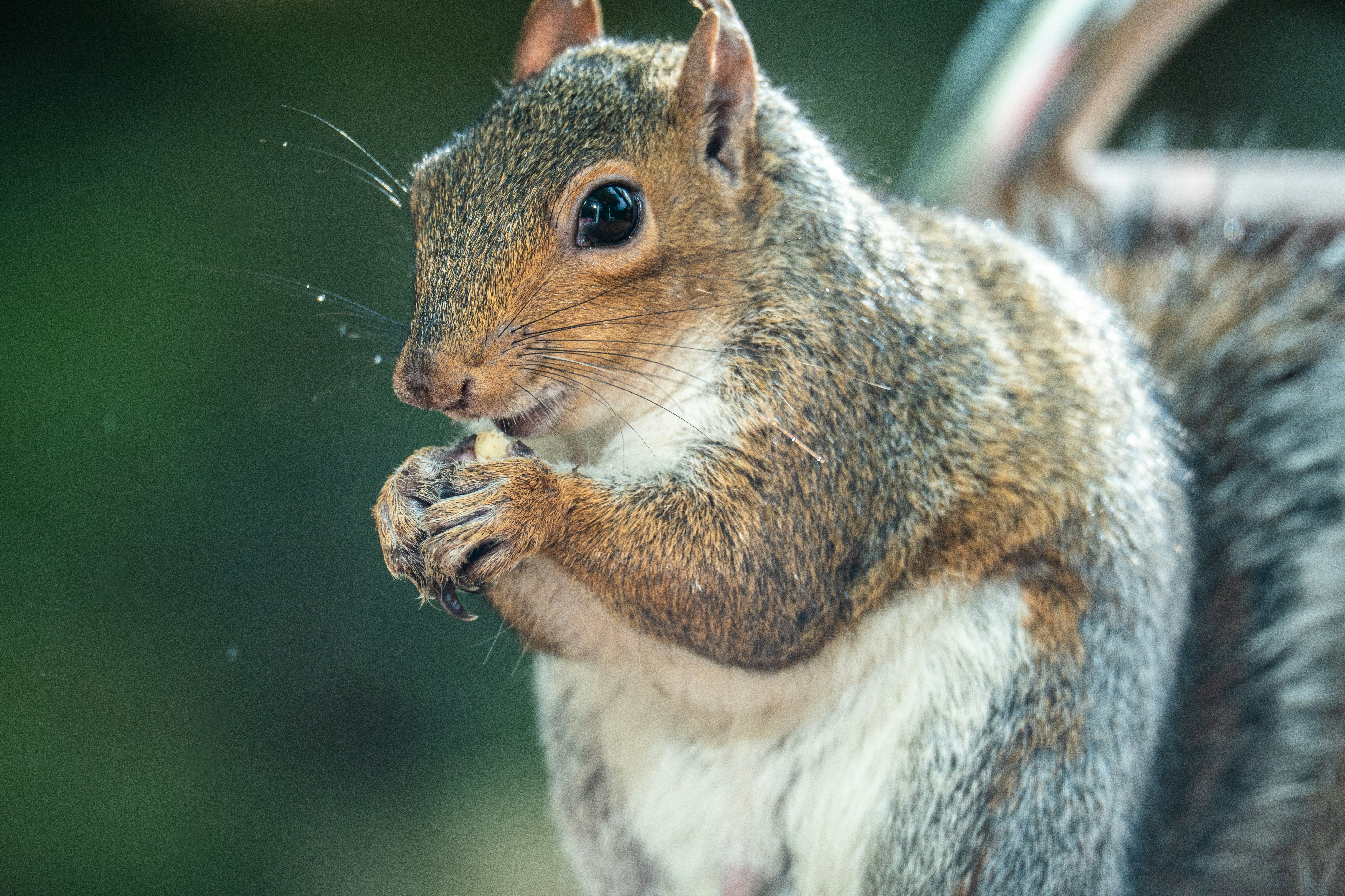 Squirrel Bites: Close-up of a Nut-Curled Moment
