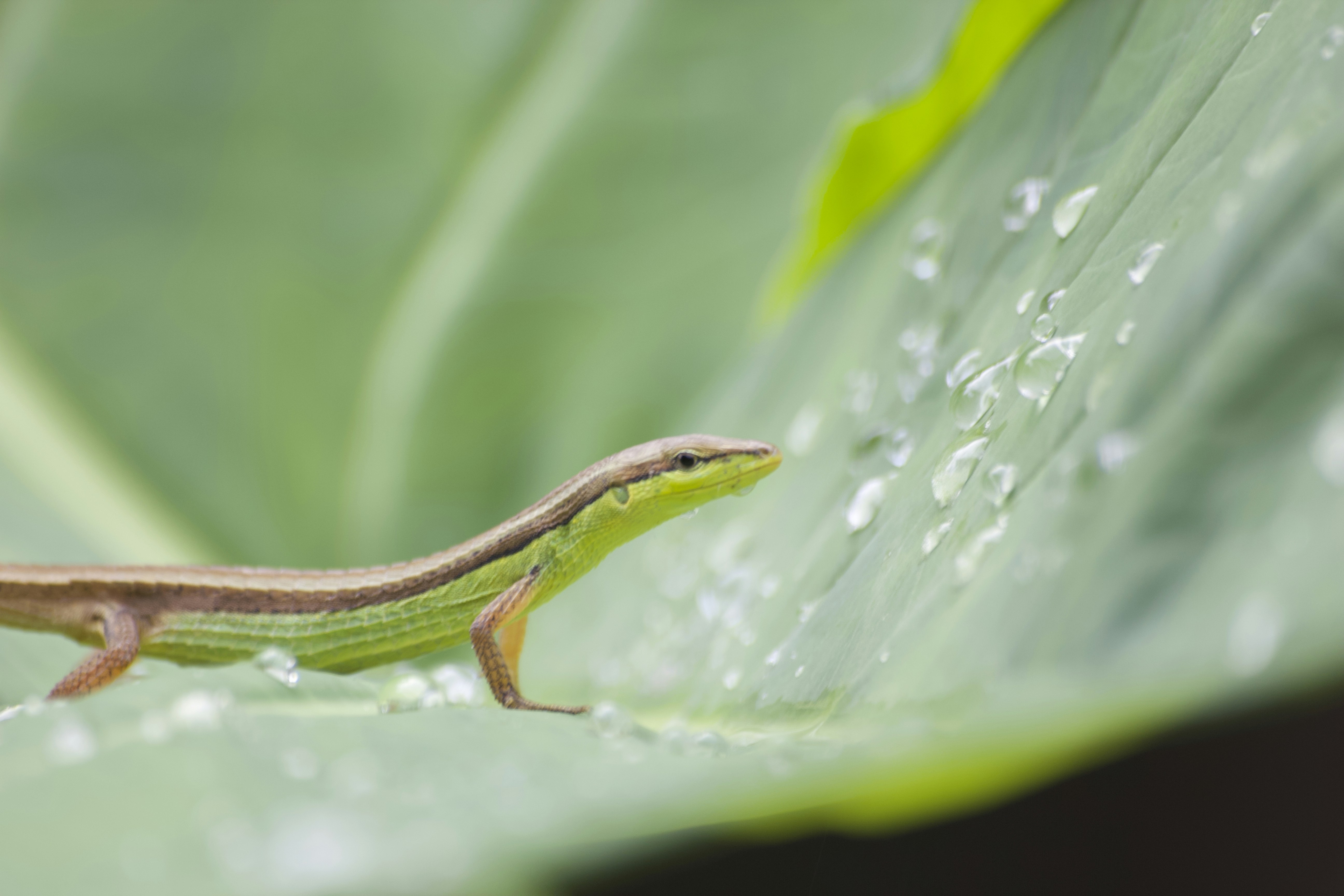 Lizard on a glossy leaf: a careful gaze along a dew-kissed edge