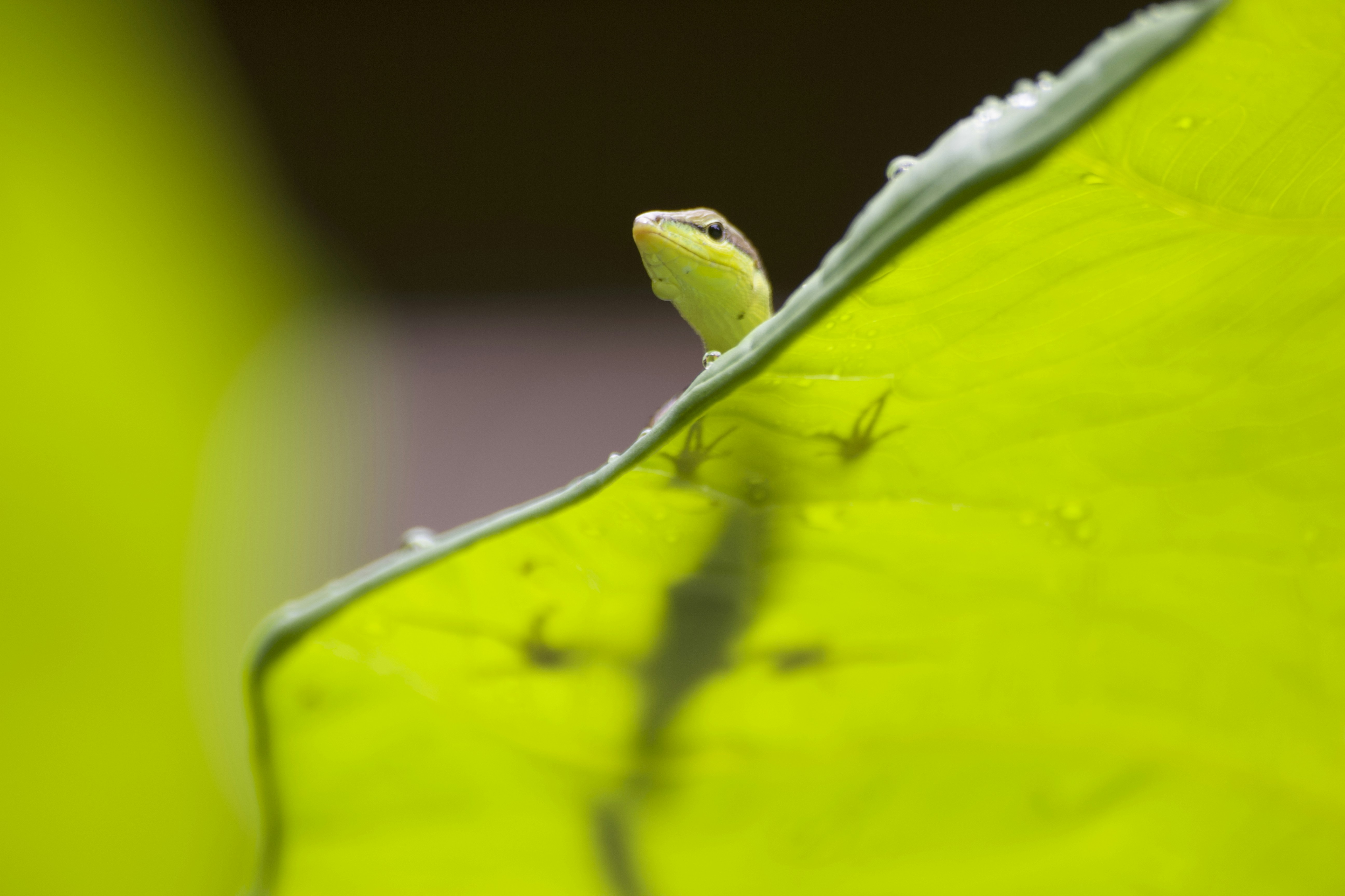 Lime Gecko at the Leaf Edge