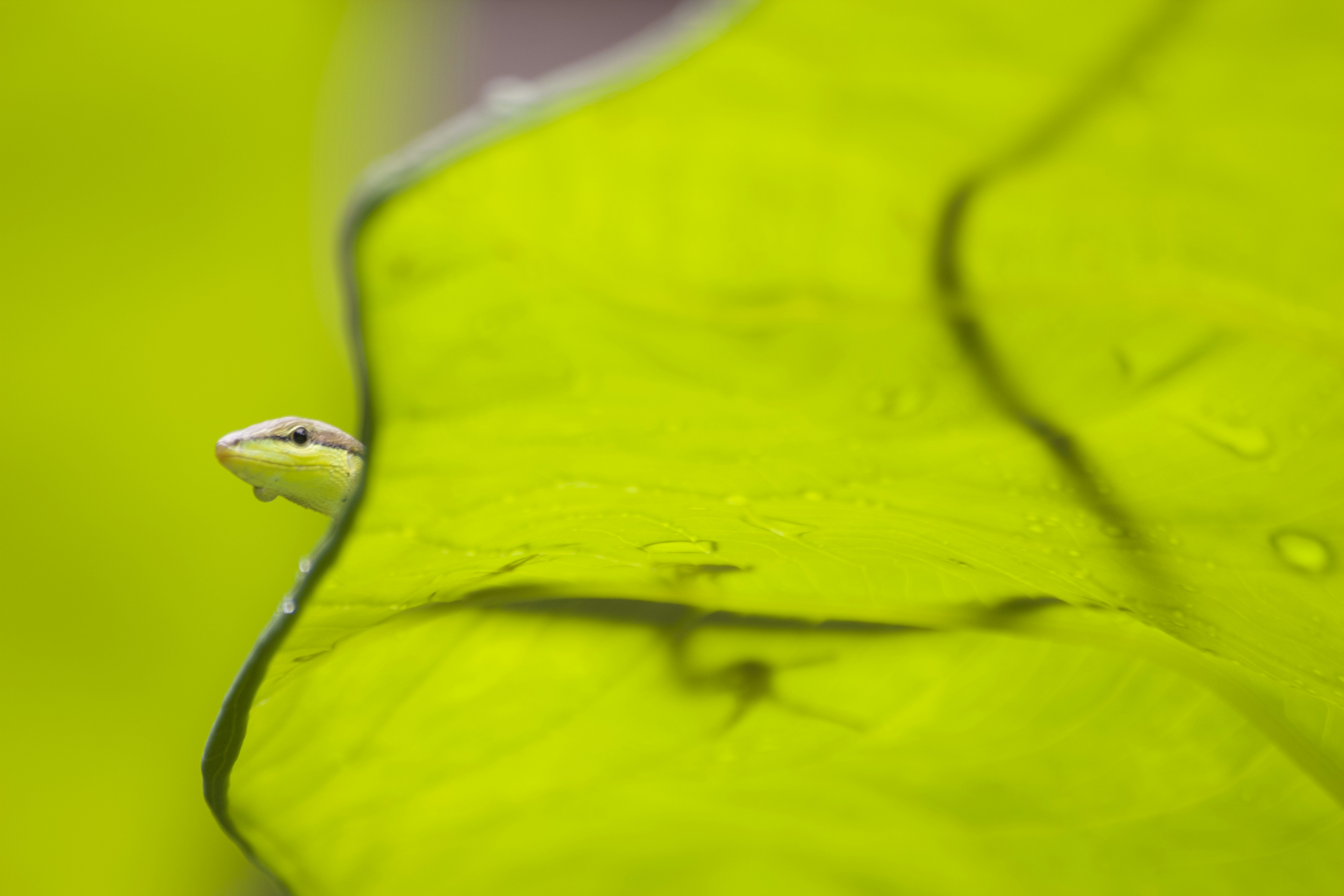 Lepidopteran-green reveal: tiny lizard peers from leaf edge