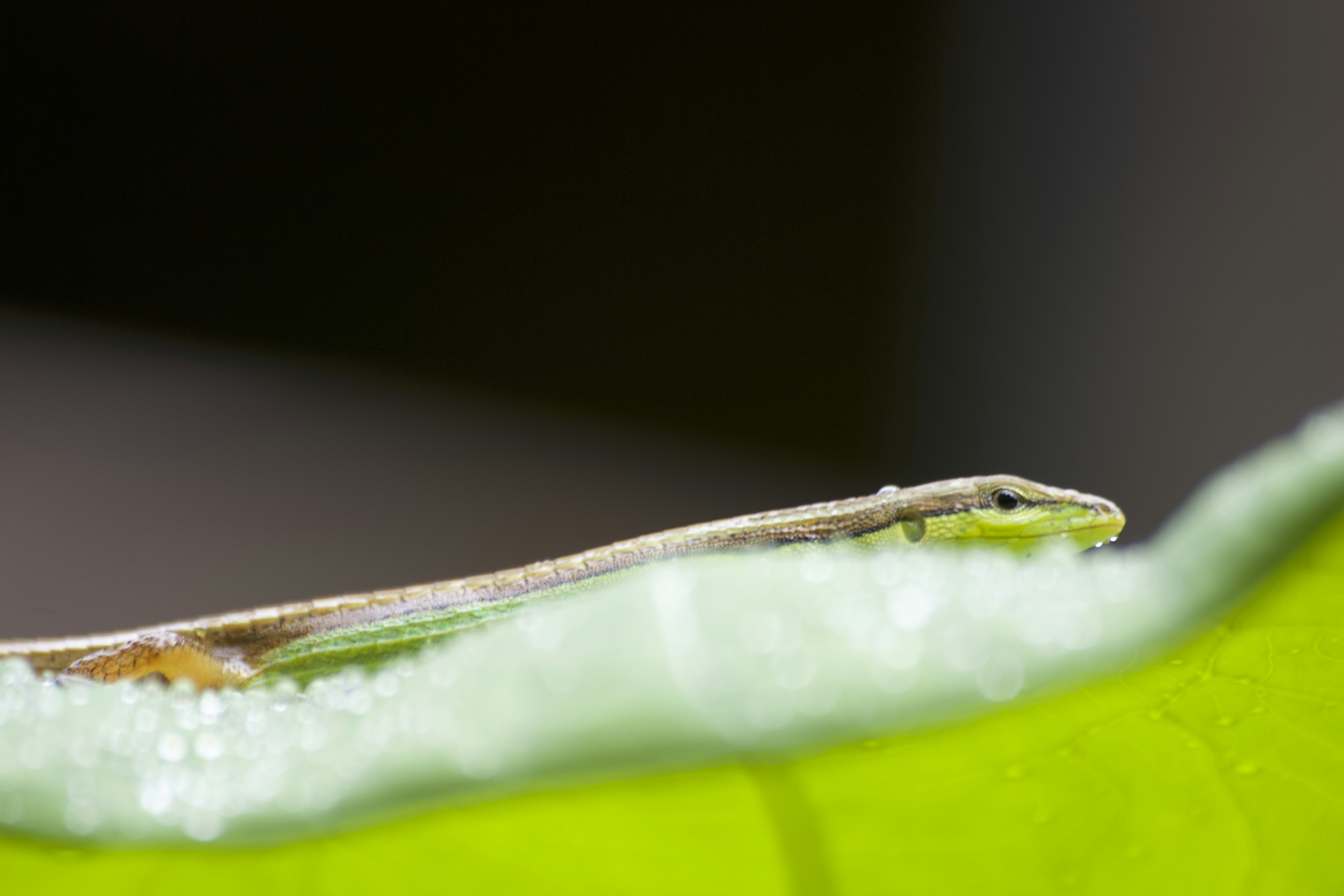 Microcosm on a Leaf: A Gecko’s Cautious Glide