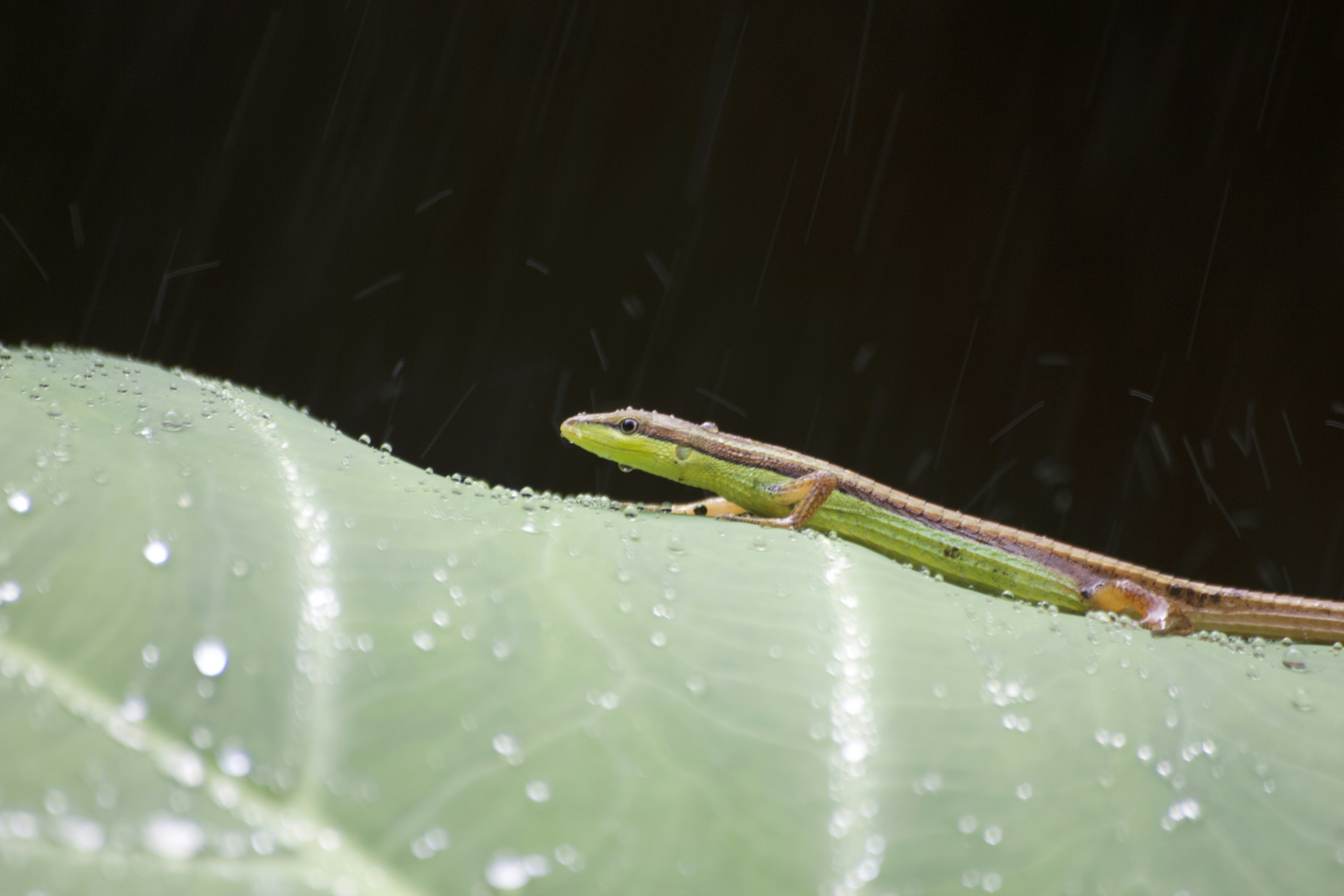 Macro gaze: a tiny frog perched on a leaf in rain-dusted light